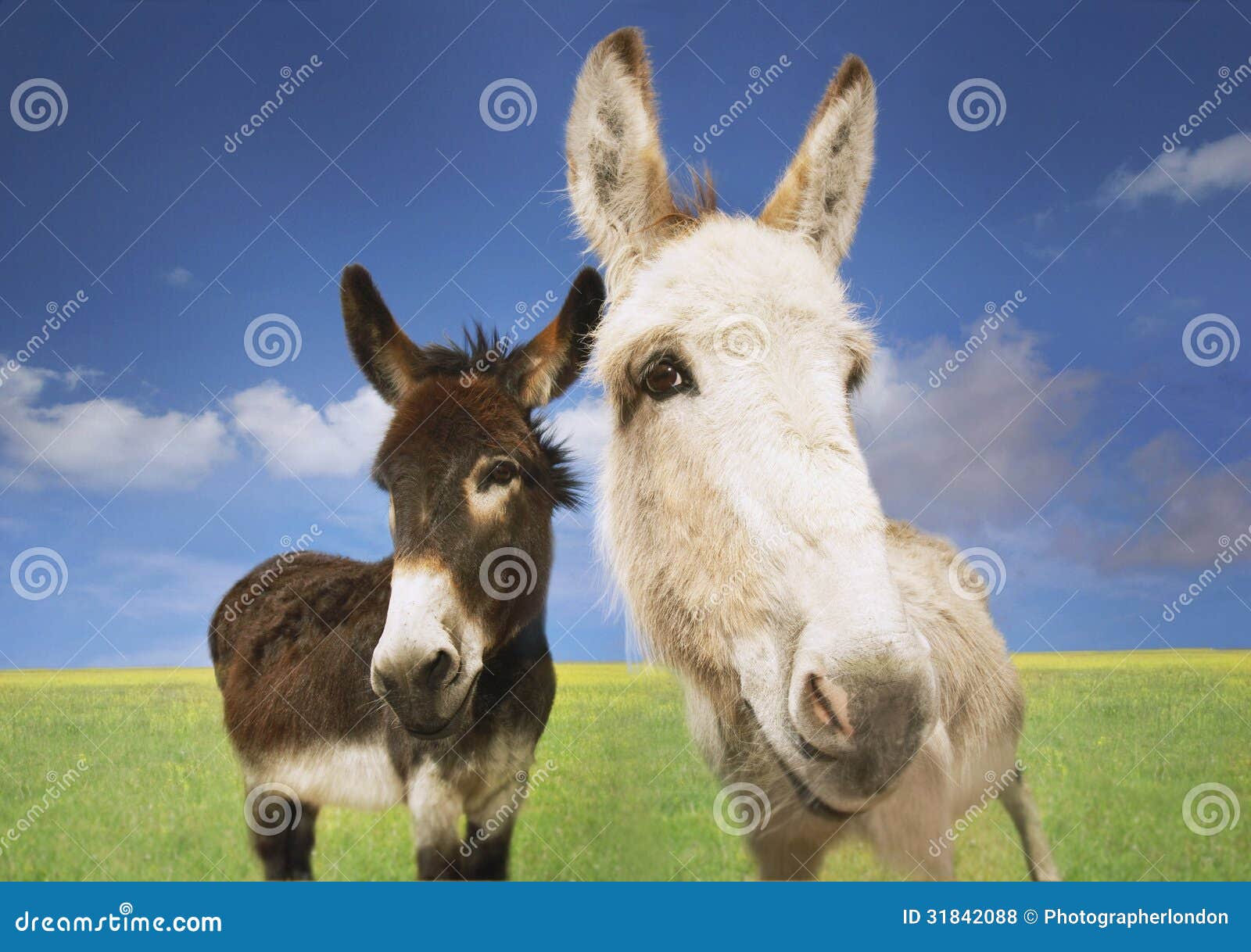 White and Brown Donkeys in Field Stock Photo - Image of farm ...