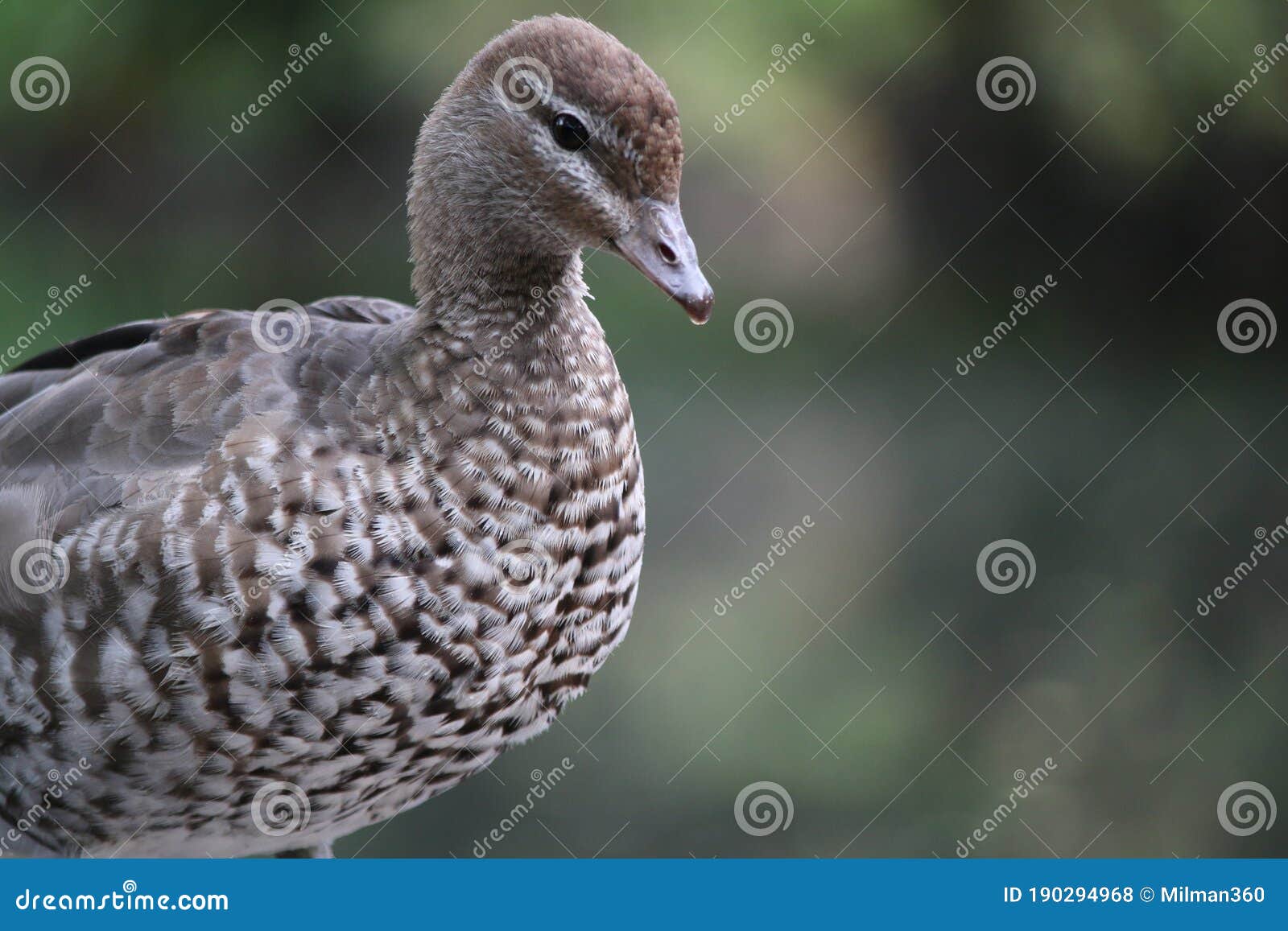 Duck Facing Sideways Photos - Free & Royalty-Free Stock Photos from ...