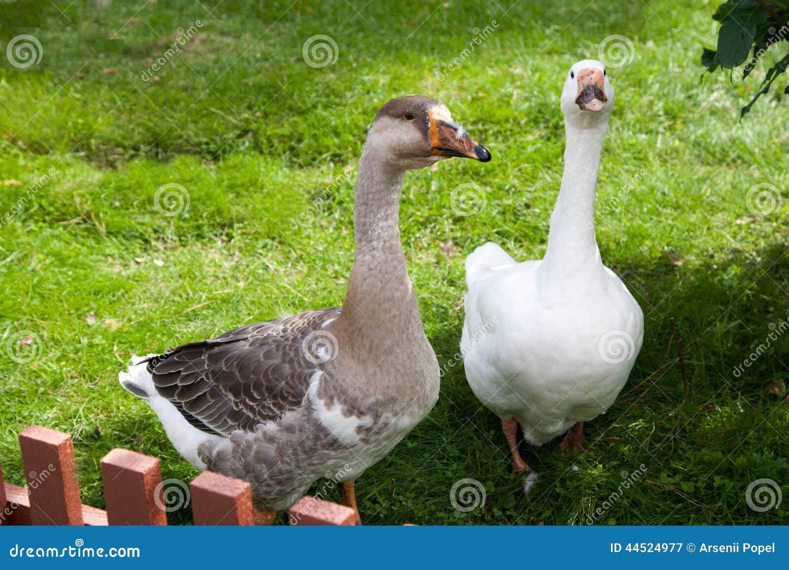 White and Brown Geese in Green Stock Image - Image of group, black ...