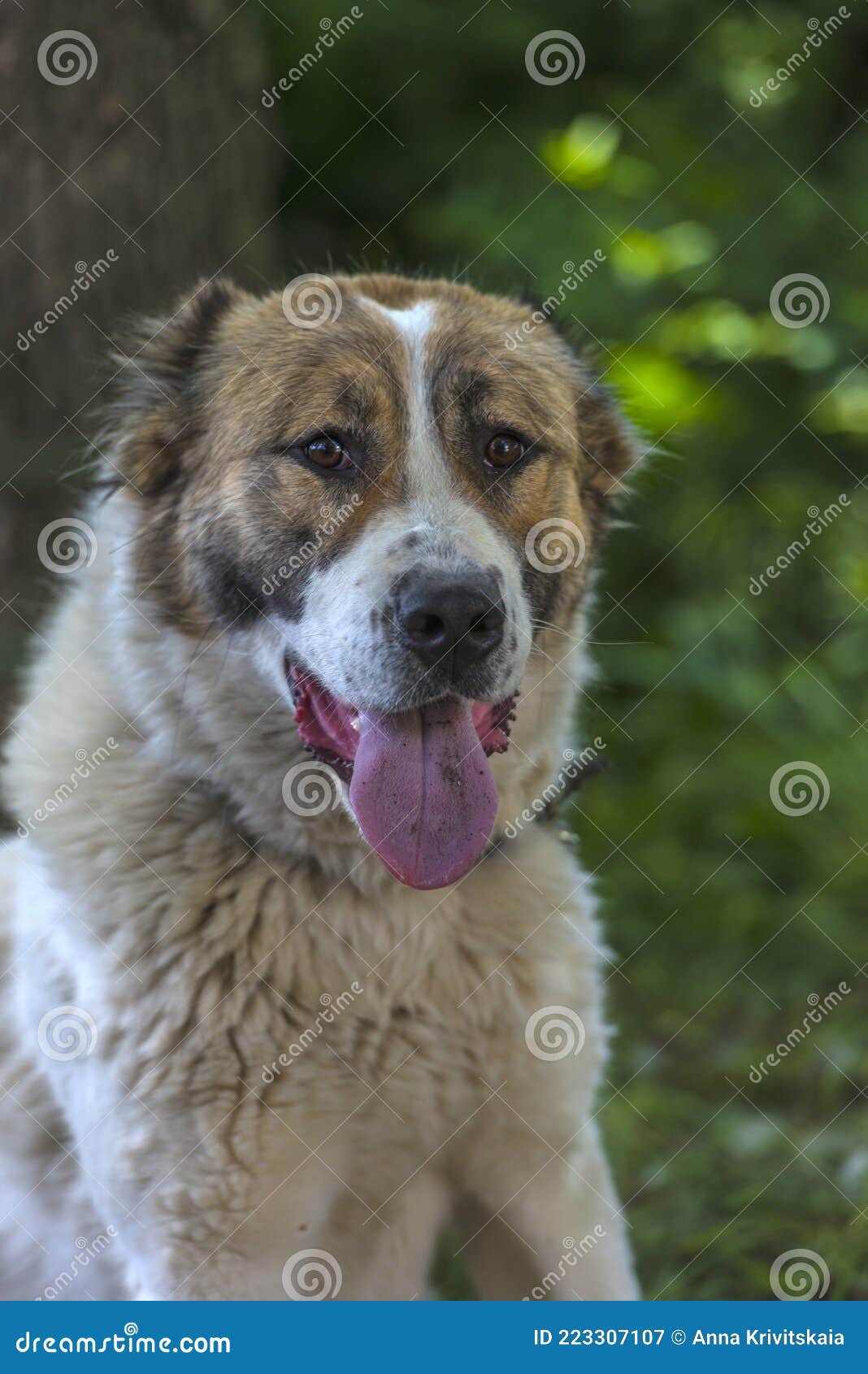 White with Brown Large Alabai Summer Background Stock Image - Image of ...