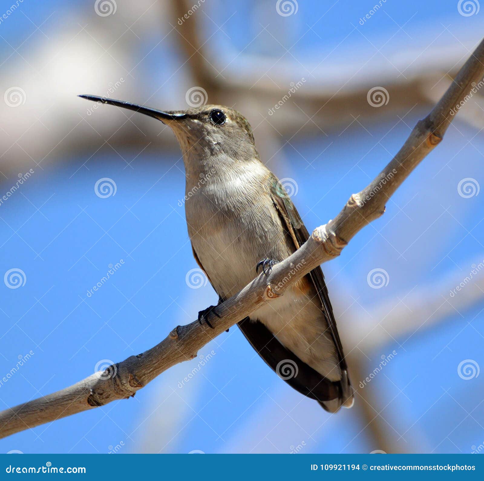 White And Brown Long-Bak Bird Perched On Branch Bild. Bild: 109921194