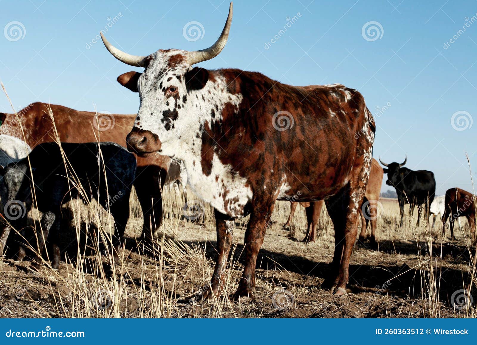 Herd Of Nguni Cattle Stock Photo | CartoonDealer.com #30850728