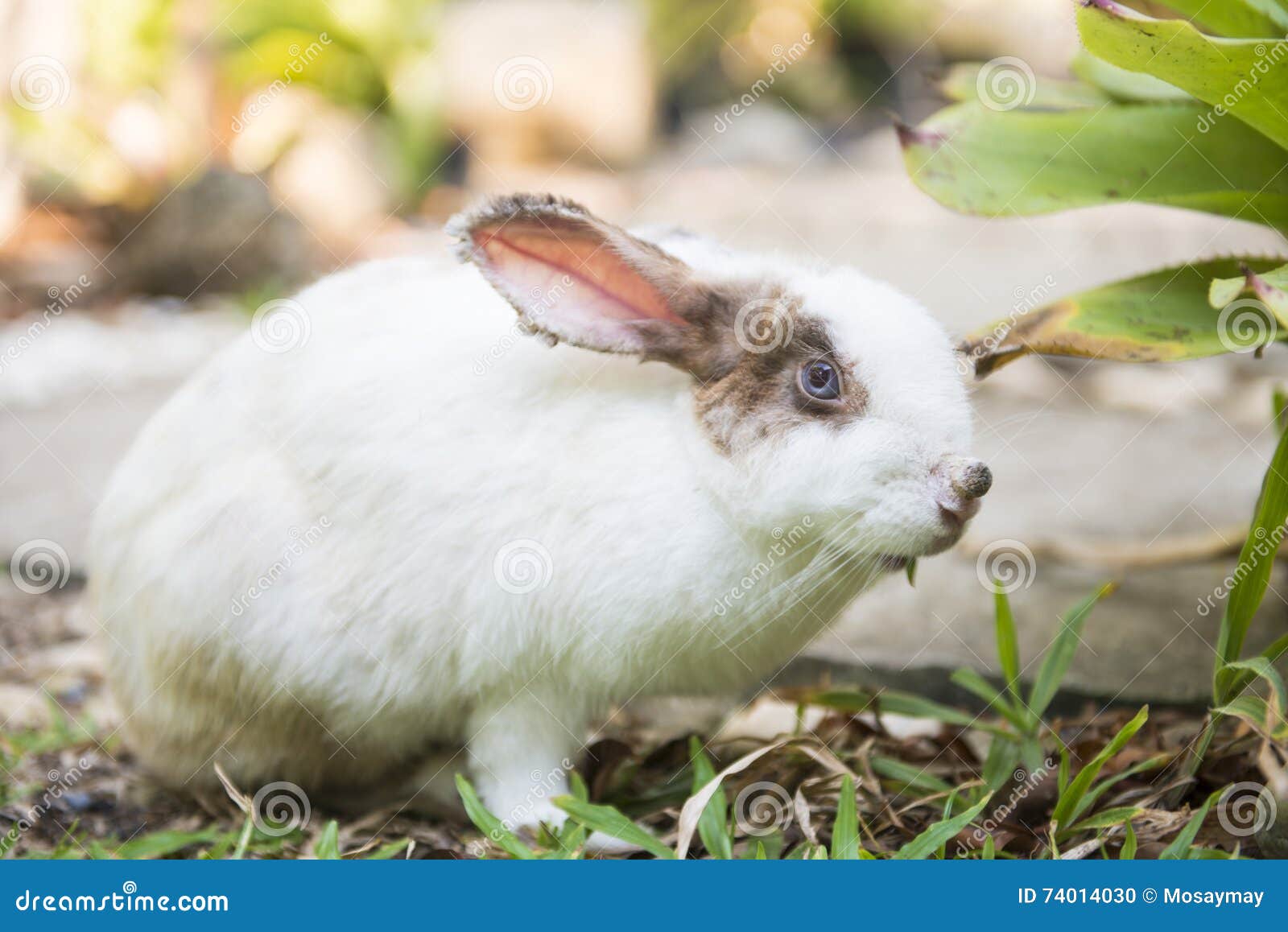 White and Brown Rabbit on Grass Stock Photo - Image of sitting, nature ...