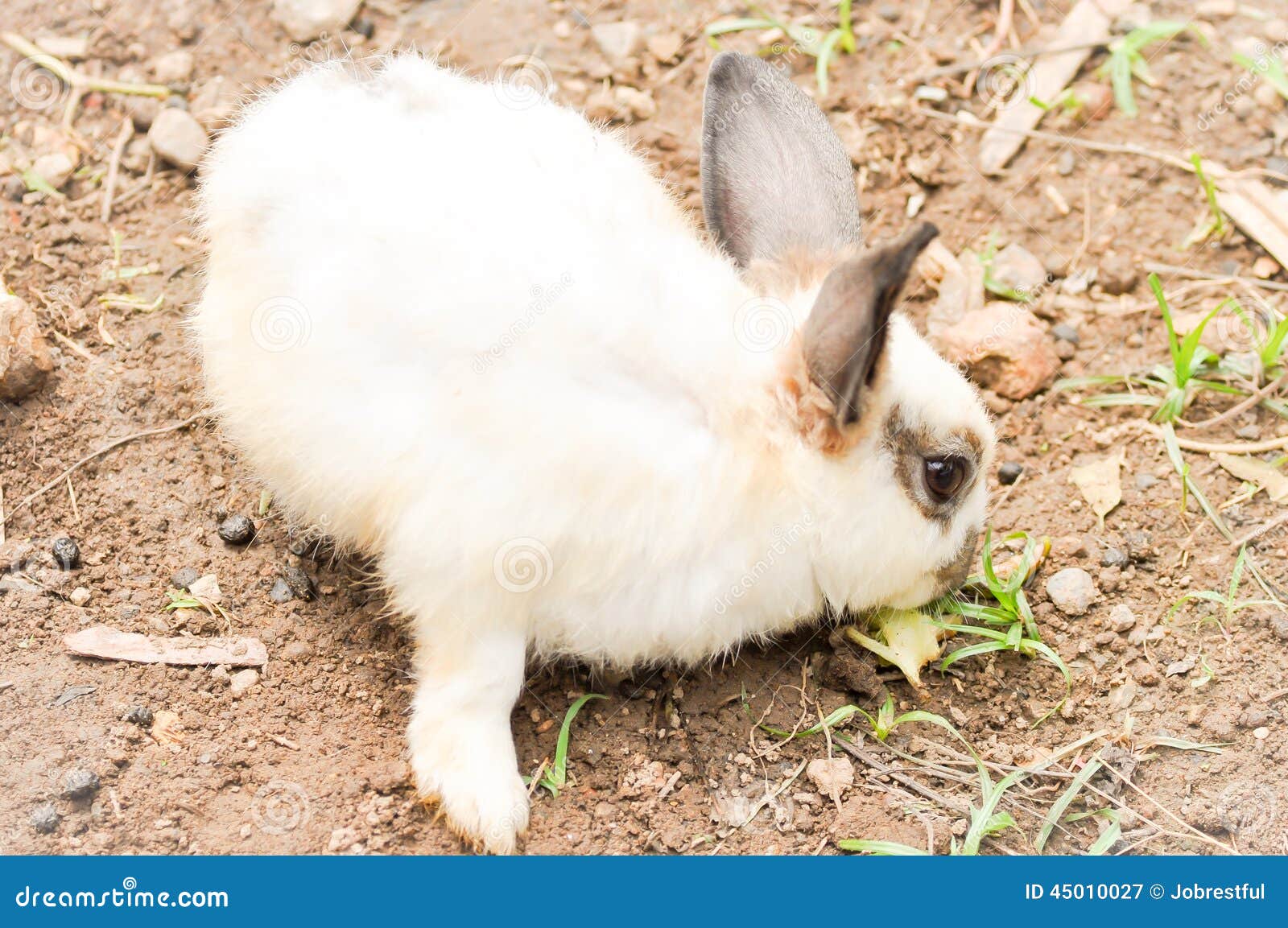 White and brown rabbit stock image. Image of cage, bunny - 45010027