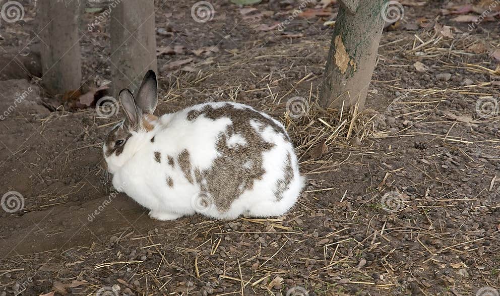 White brown rabbit hiding stock image. Image of animal - 34648651