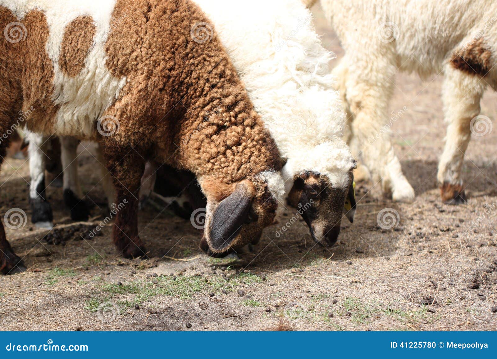 Sheep Eating Grass Stock Photography | CartoonDealer.com #63922016