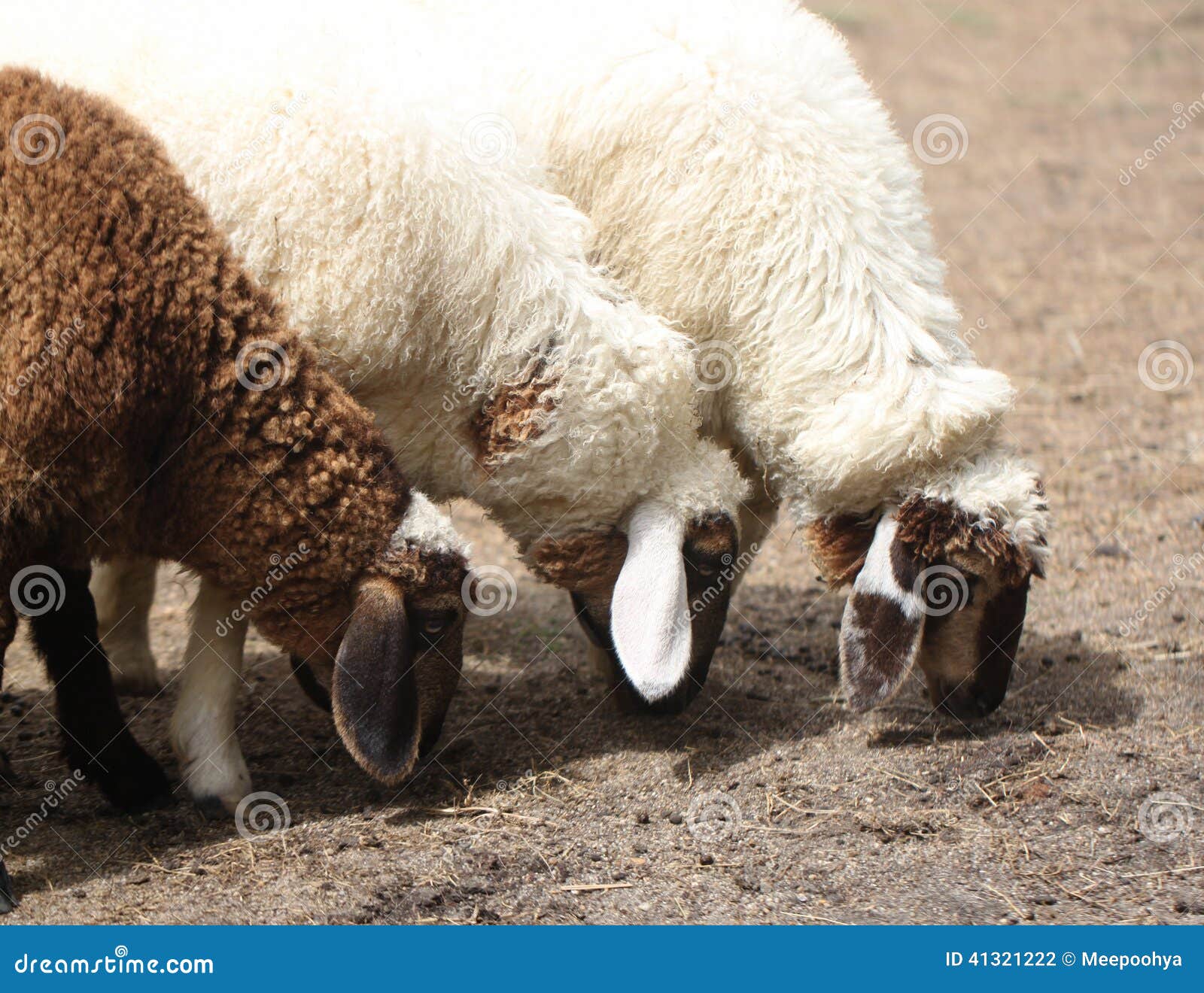 White and brown sheep. stock photo. Image of brown, livestock - 41321222