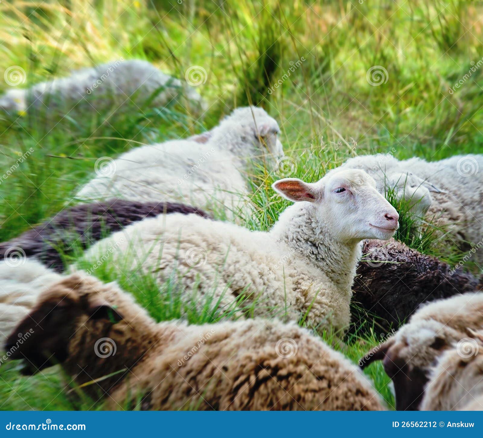 Sheep Lying On Wheat Royalty-Free Stock Photo | CartoonDealer.com ...