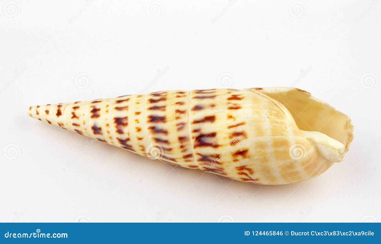 Shellfish Shell stock photo. Image of mollusk, isolated - 124465846