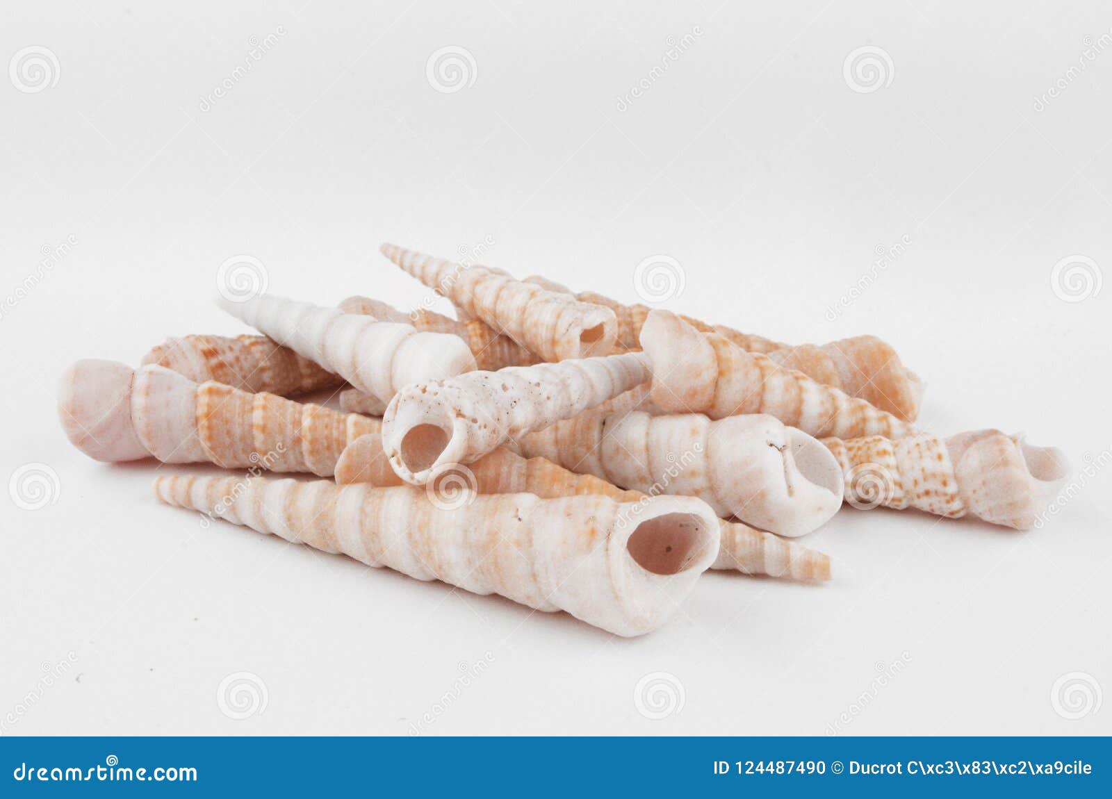 Shellfish Shell stock photo. Image of shellfish, macro - 124487490