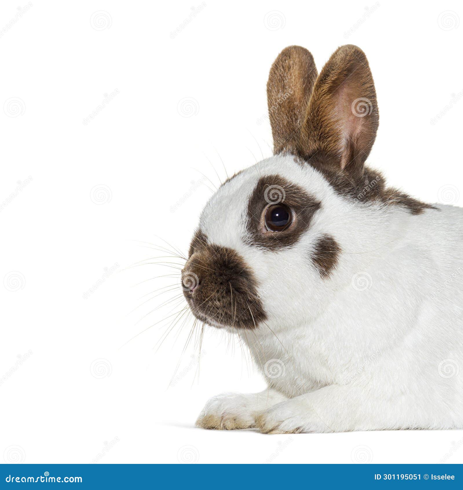 White and Brown Spotted Rabbit Isolated on White Stock Image - Image of ...
