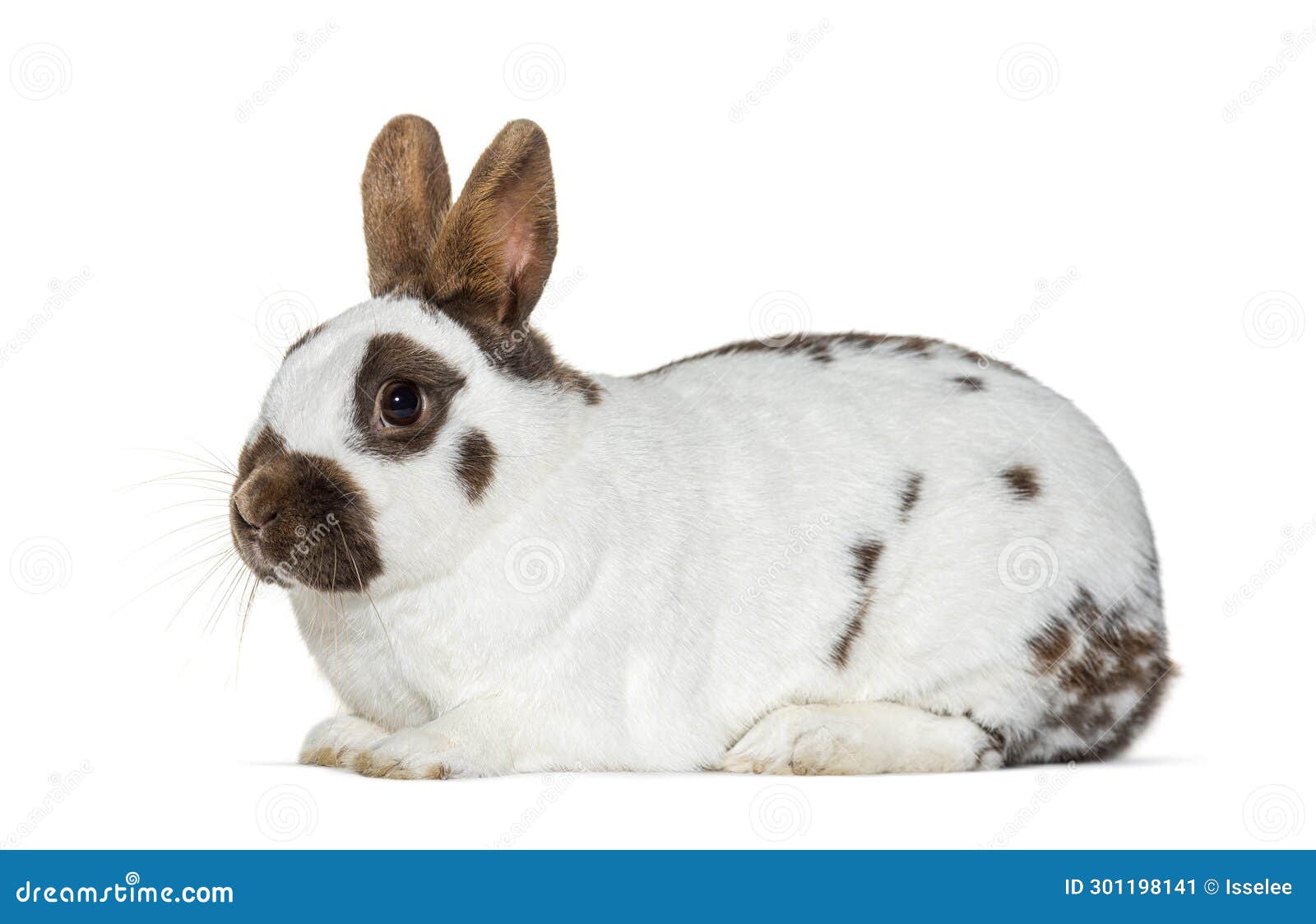 White and Brown Spotted Rabbit Isolated on White Stock Image - Image of ...