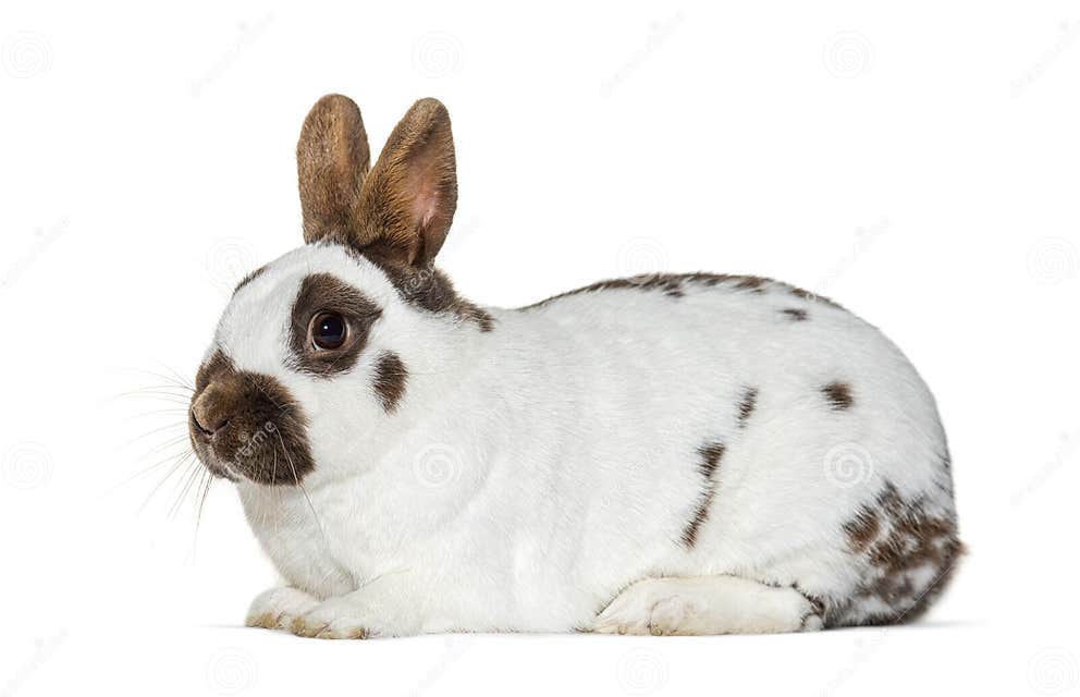 White and Brown Spotted Rabbit Isolated on White Stock Image - Image of ...