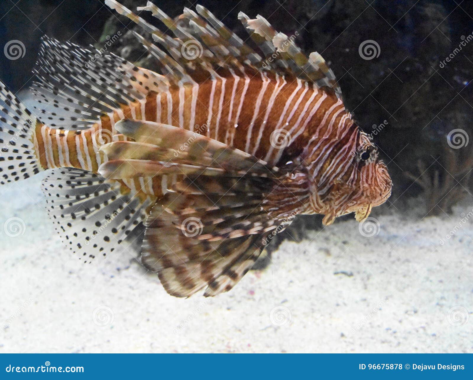 White and Brown Striped Zebrafish on a Sandy Ocean Bottom Stock Photo ...