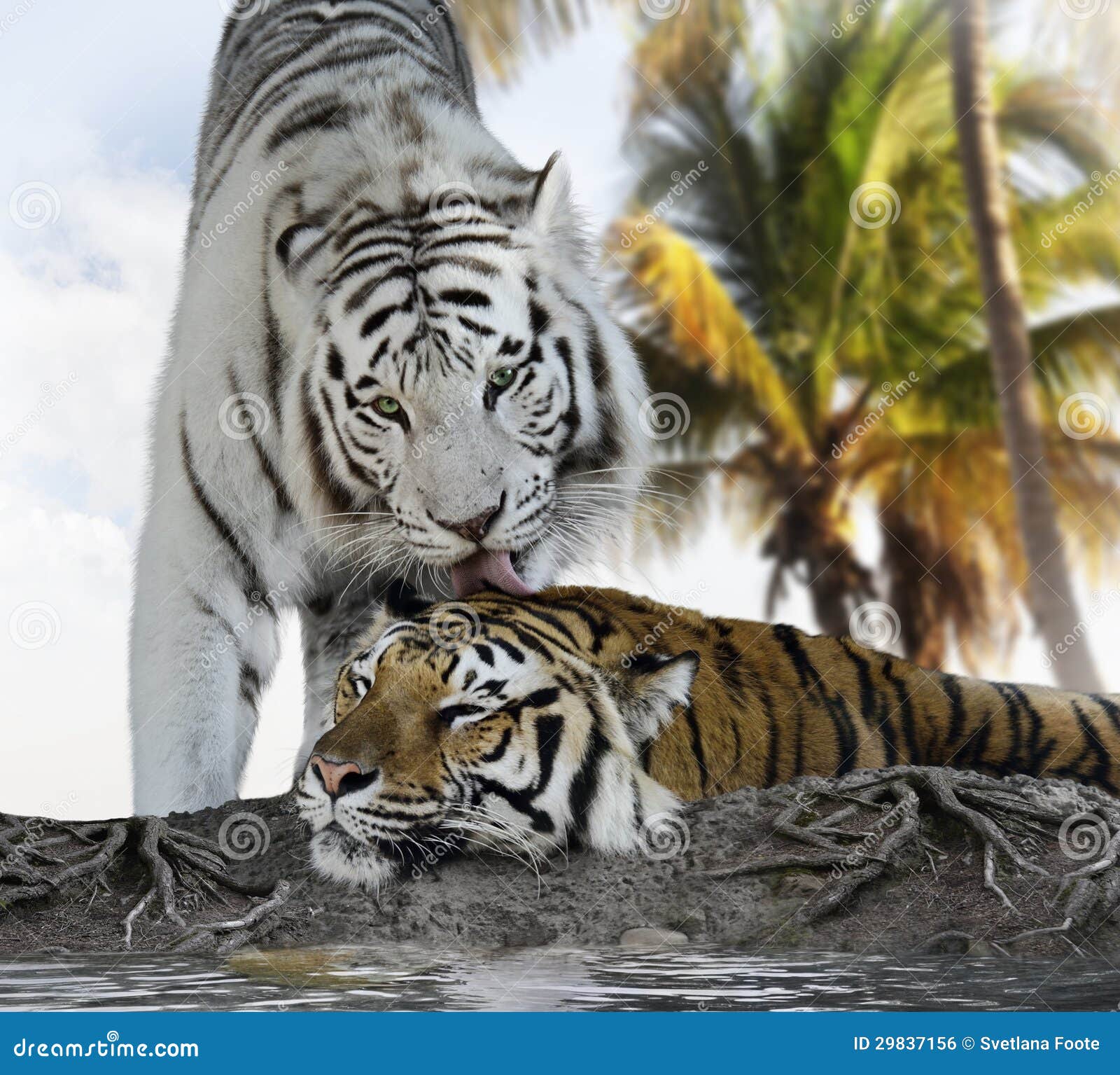White and Brown Tigers stock photo. Image of tiger, black - 29837156