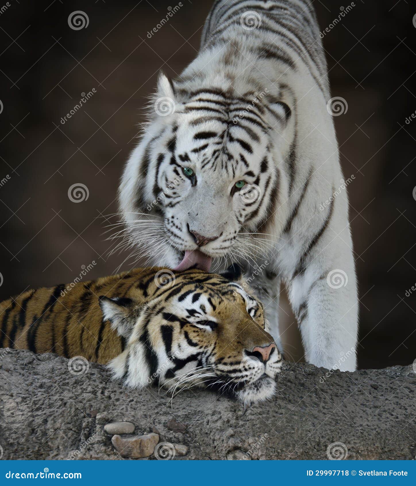 White and Brown Tigers stock photo. Image of wildlife - 29997718