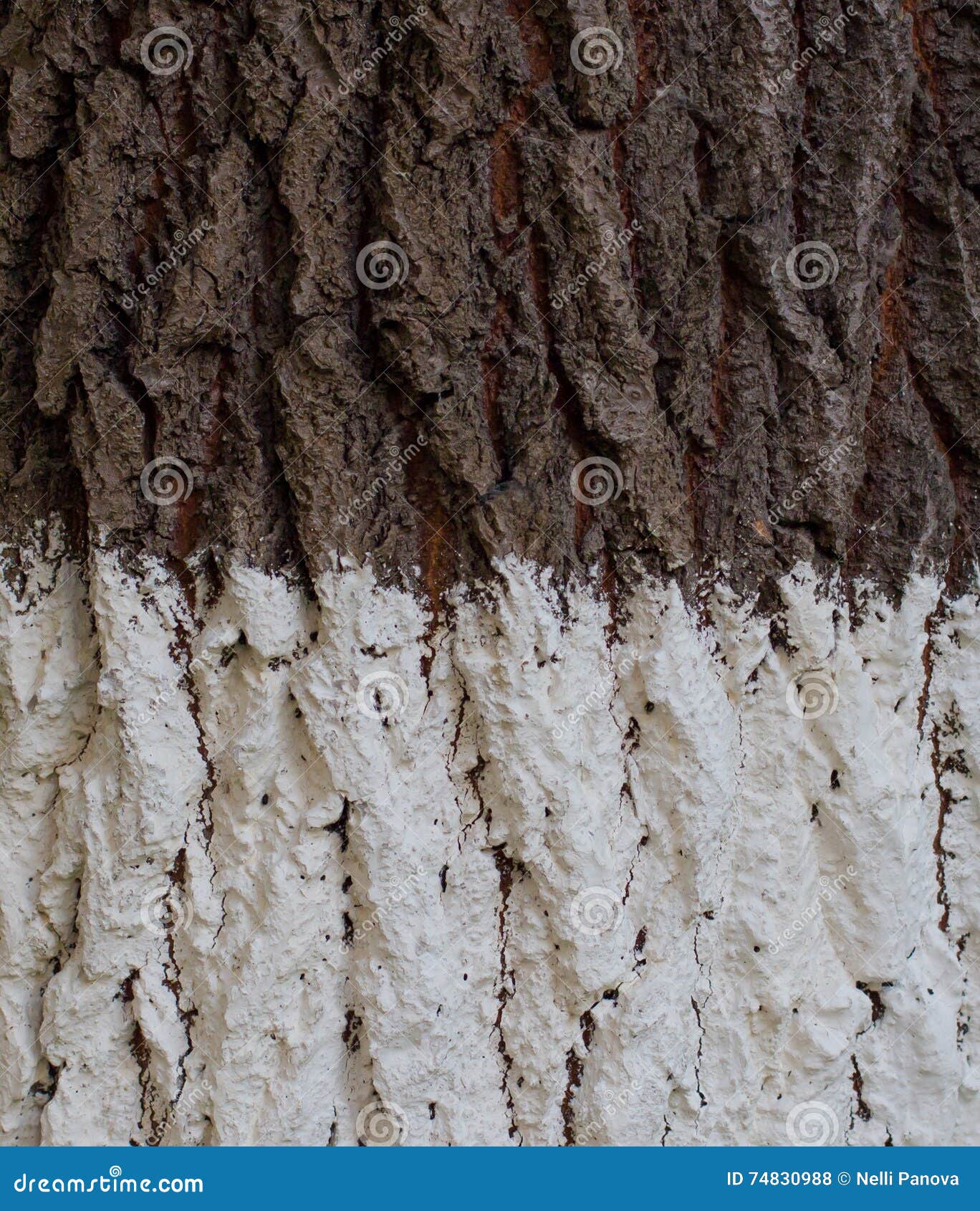 White and Brown Tree Bark Texture Stock Photo - Image of design ...