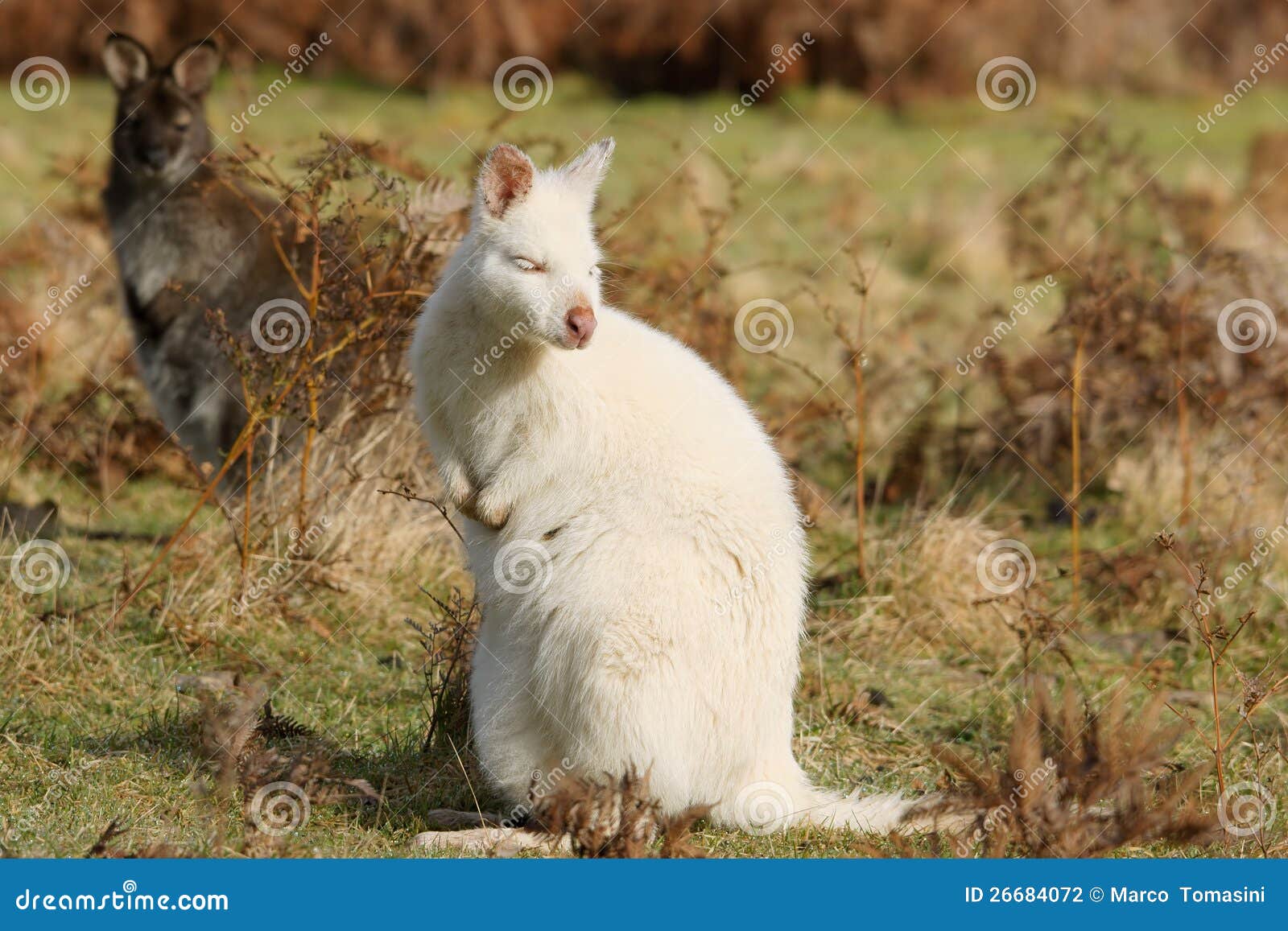 White an brown wallaby stock photo. Image of australian - 26684072