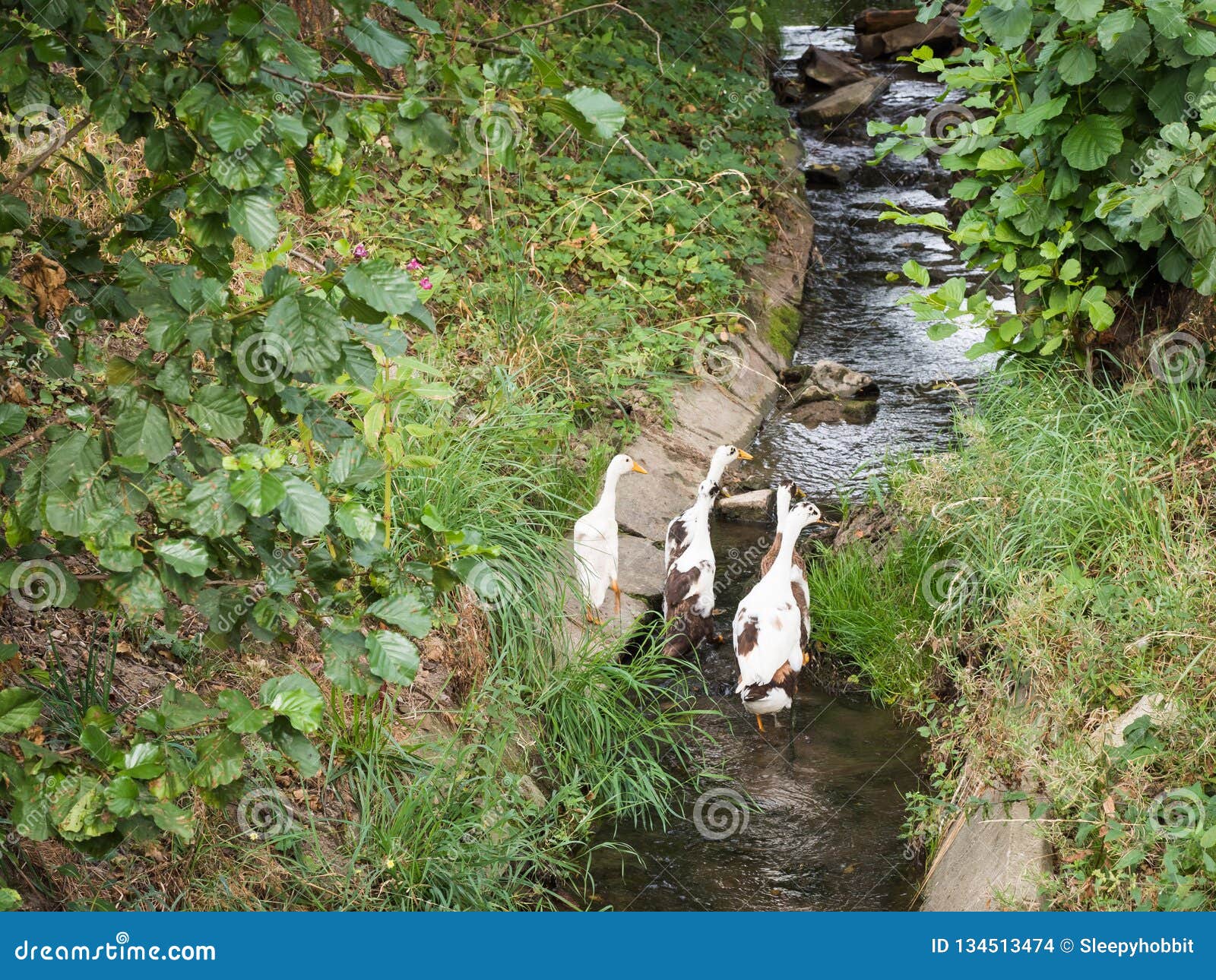 Ducks Running in the Stream of Water Stock Photo - Image of indian ...