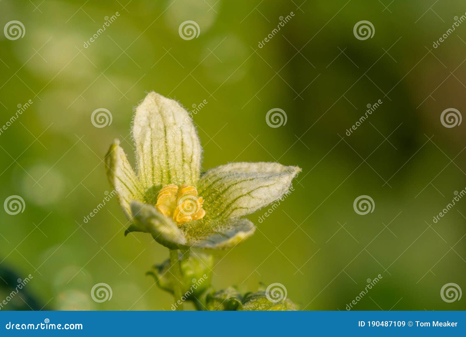 White Bryony Bryonia Alba Flower Stock Image - Image of colour, flower ...