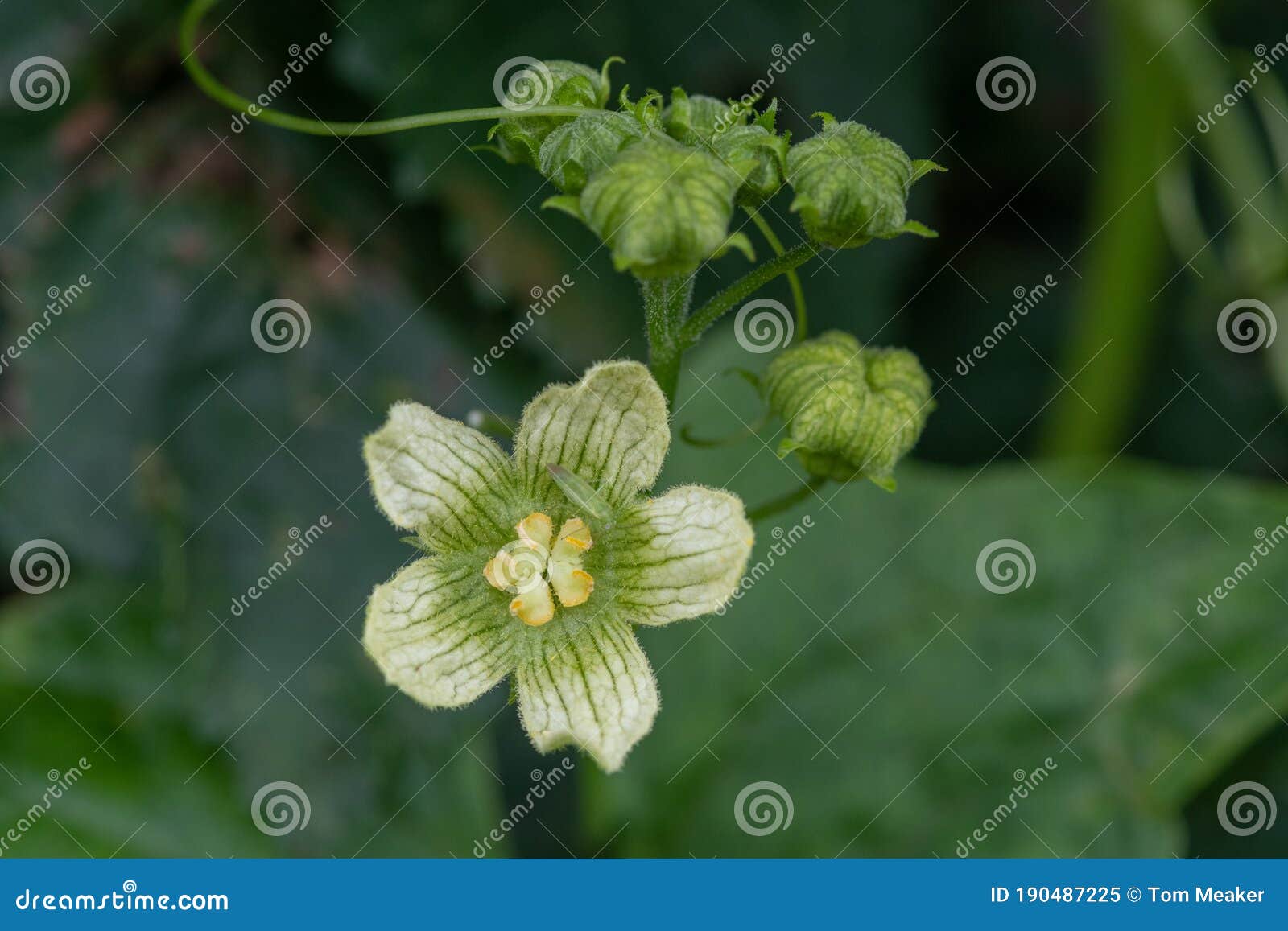 White Bryony Bryonia Alba Flower Stock Image - Image of green ...