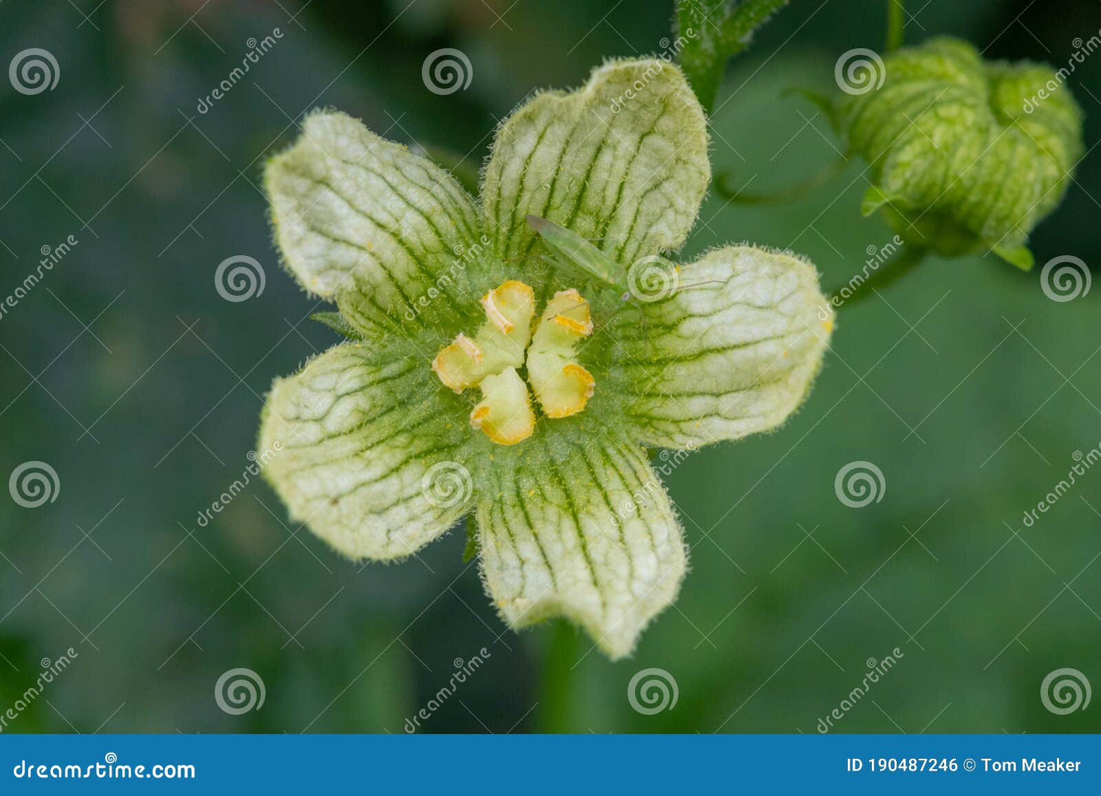 White Bryony Bryonia Alba Flower Stock Photo - Image of natural ...