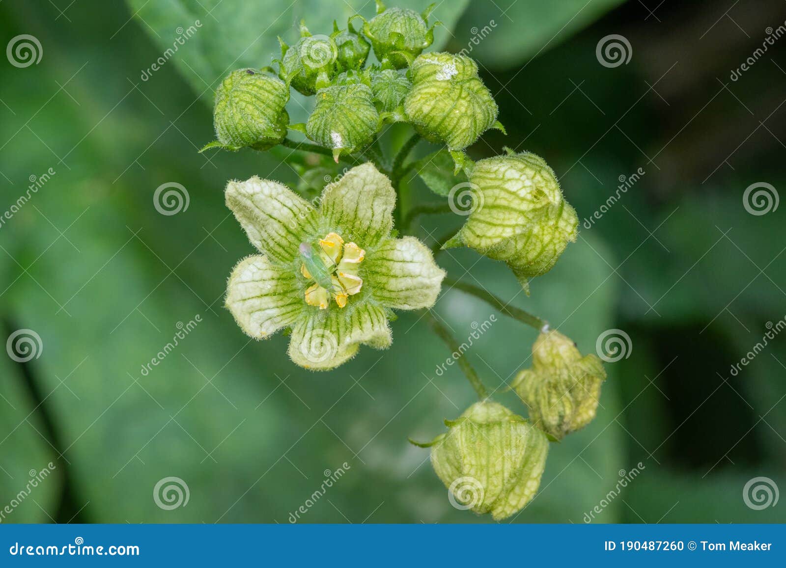 White Bryony Bryonia Alba Flower Stock Photo - Image of inflorescence ...