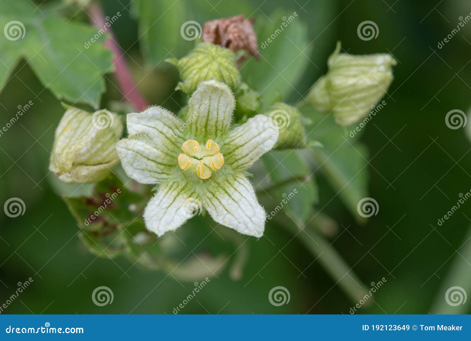 White Bryony Bryonia Alba Flower Stock Image - Image of head, mandrake ...
