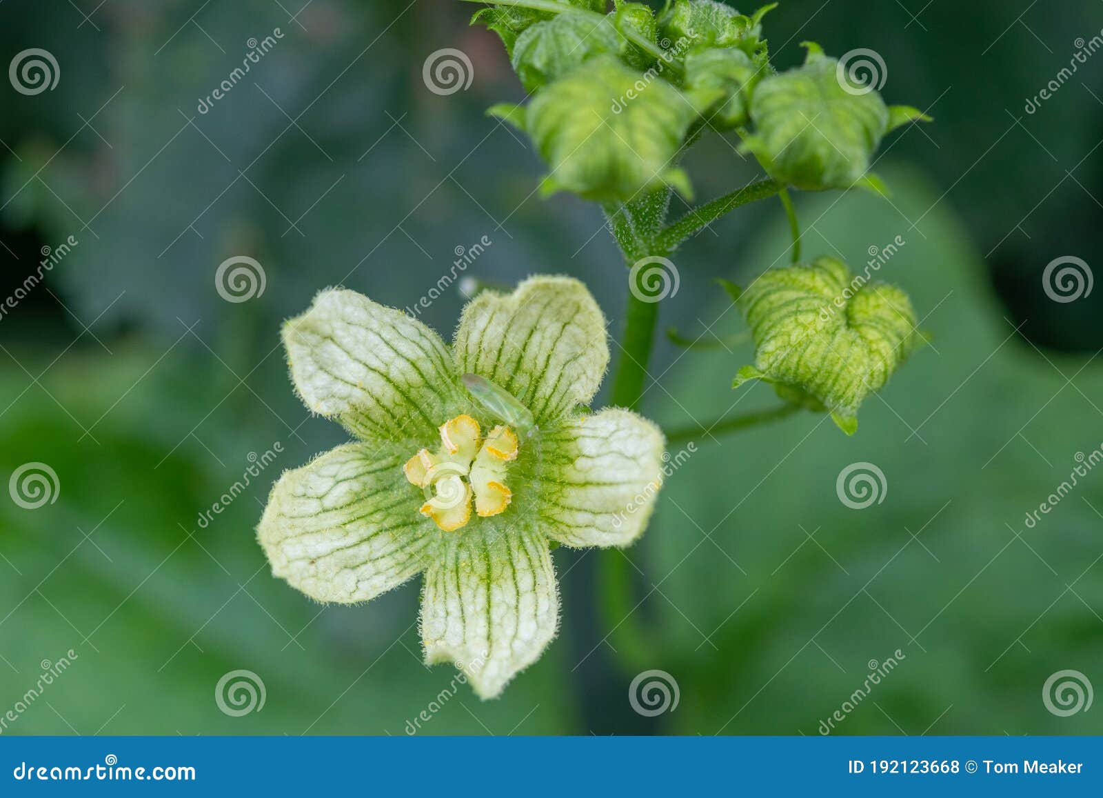 White Bryony Bryonia Alba Flower Stock Photo - Image of ladies, macro ...
