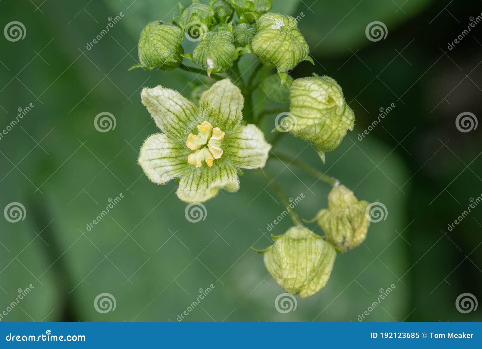 White Bryony Bryonia Alba Flower Stock Image - Image of freshness ...