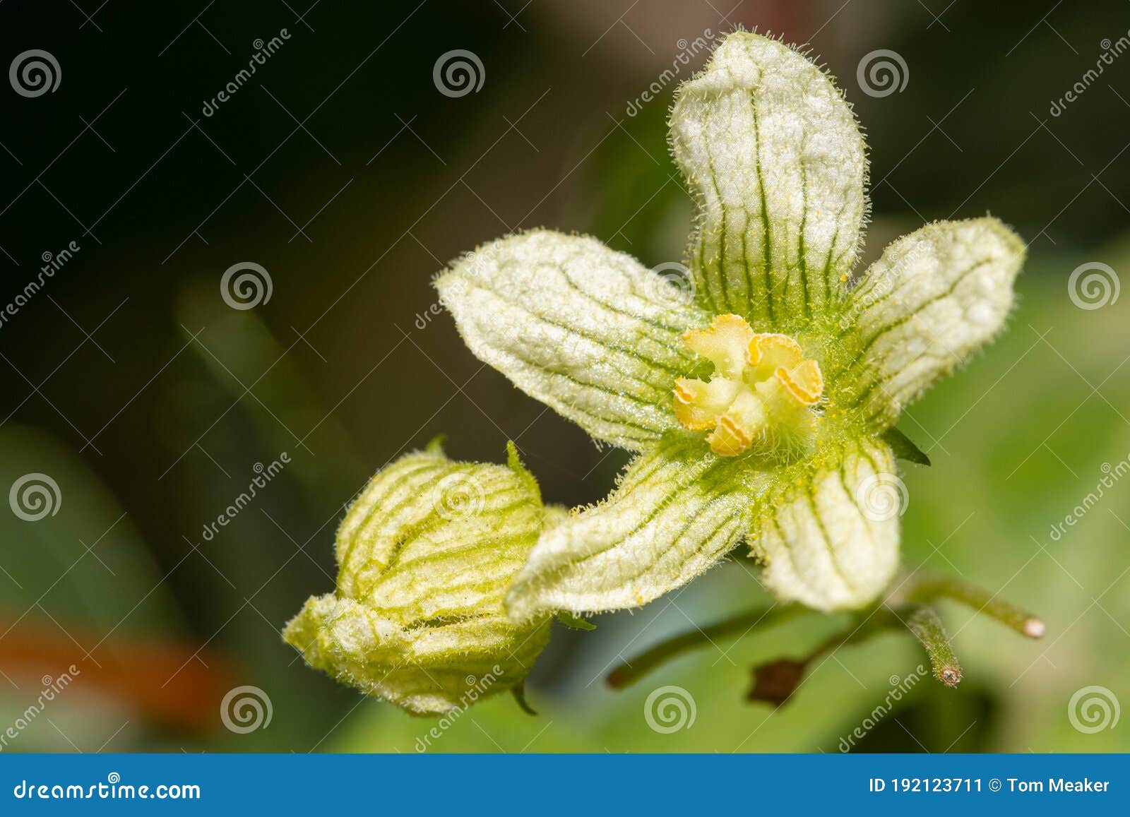 White Bryony Bryonia Alba Flower Stock Image - Image of blooming, color ...
