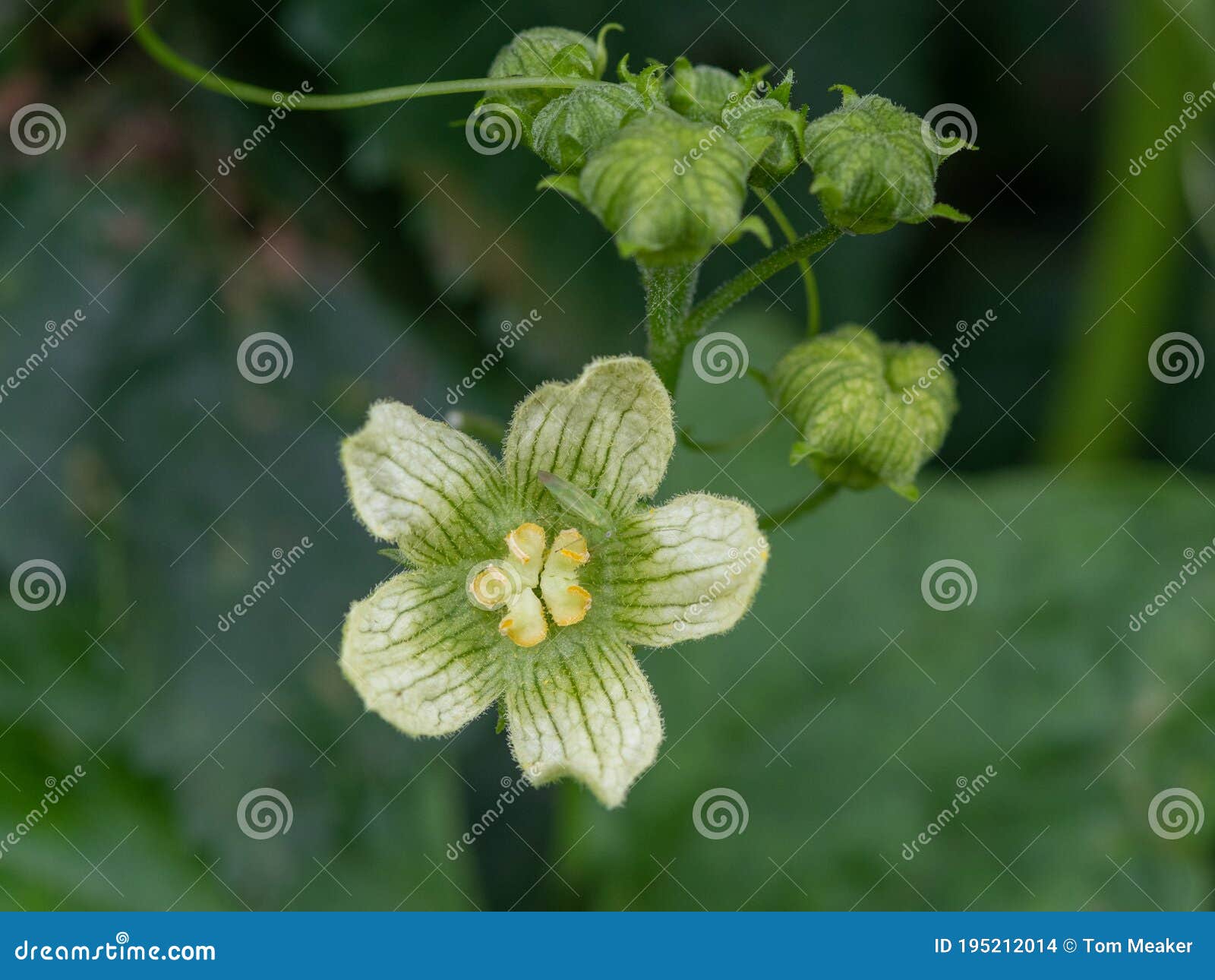 White Bryony Bryonia Alba Flower Stock Photo - Image of bryony, hops ...