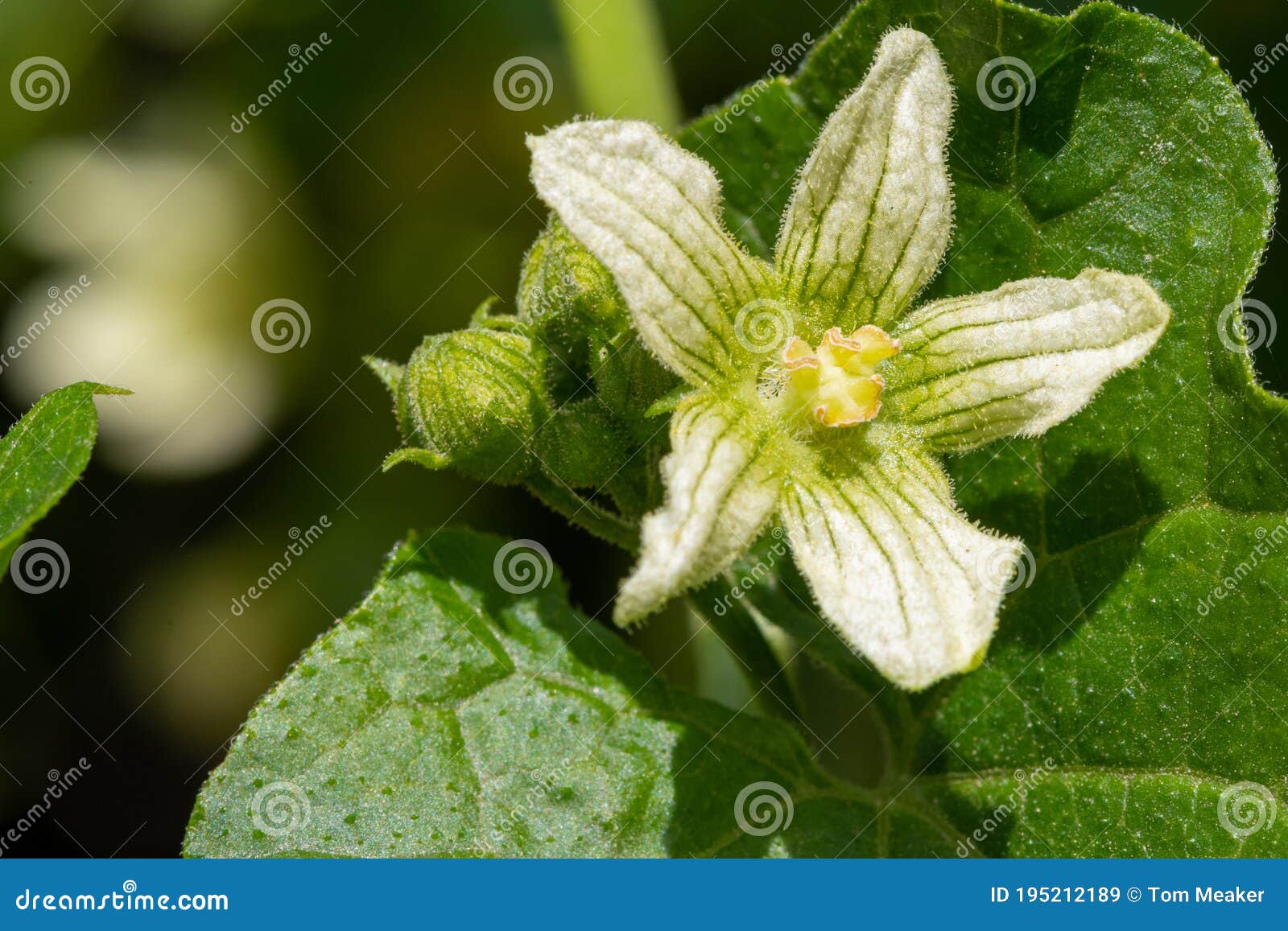 White Bryony Bryonia Alba Flower Stock Image - Image of inflorescence ...