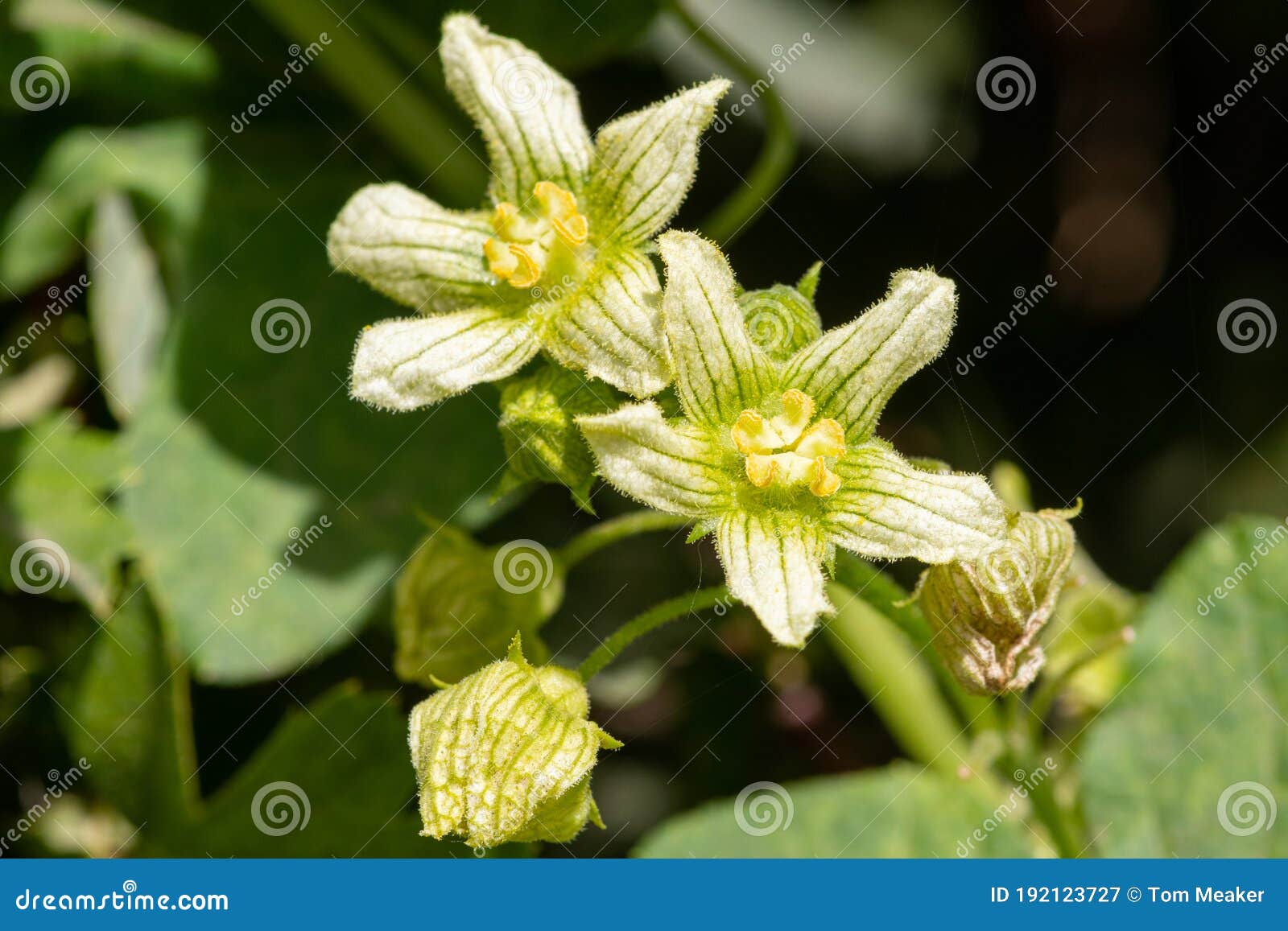 White Bryony Bryonia Alba Flower Stock Image - Image of fresh, bloom ...