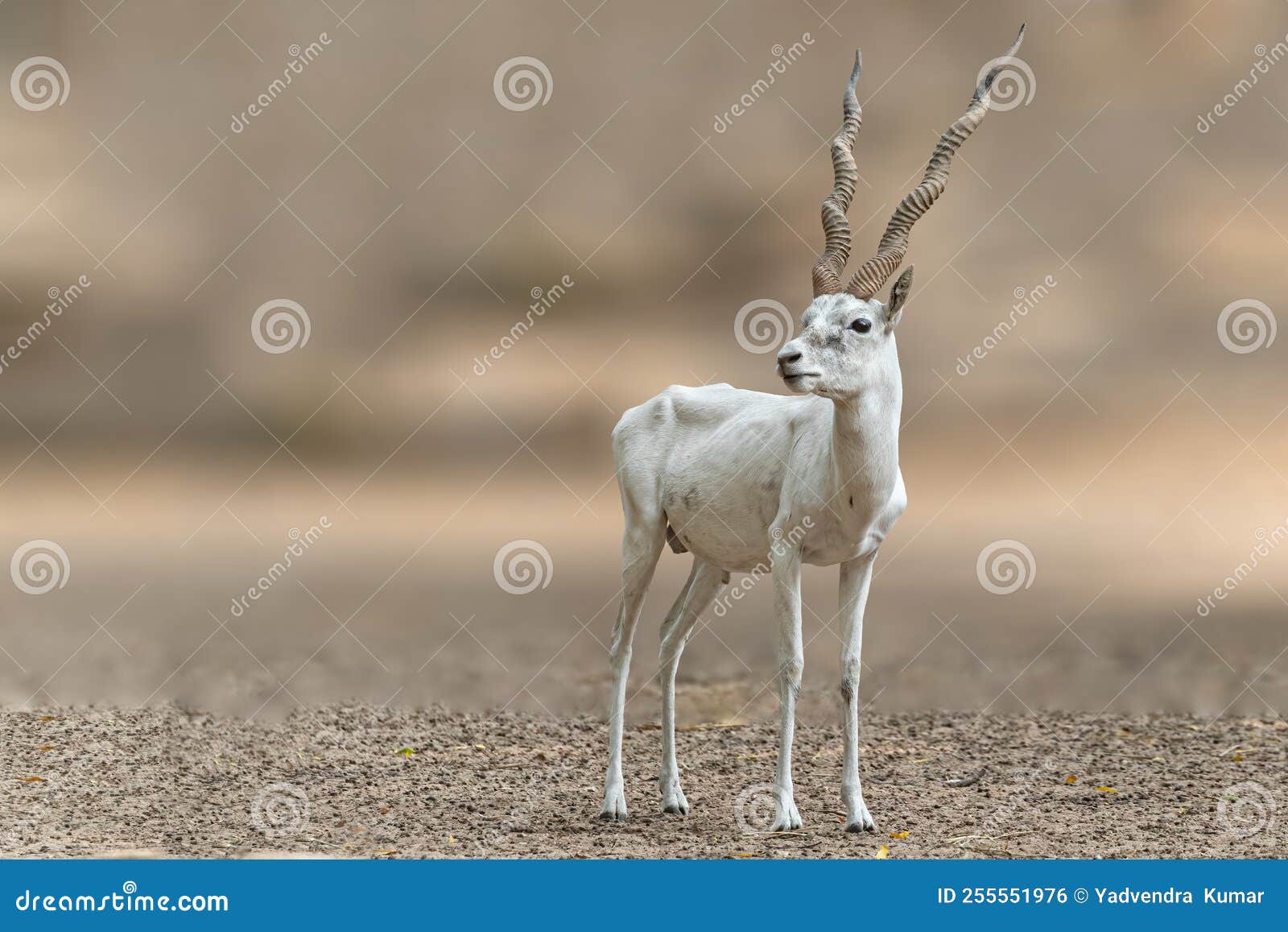 A White Buck Standing Alone in Forest Stock Photo - Image of standing ...