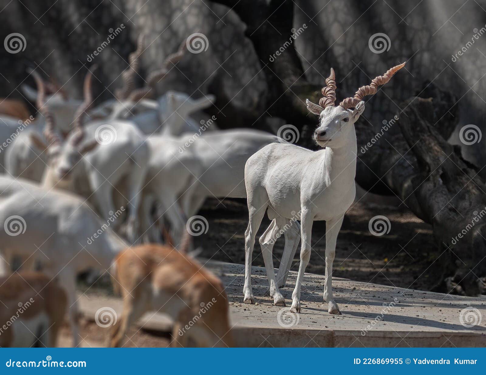 Portrait of a White Buck stock image. Image of power - 226869955