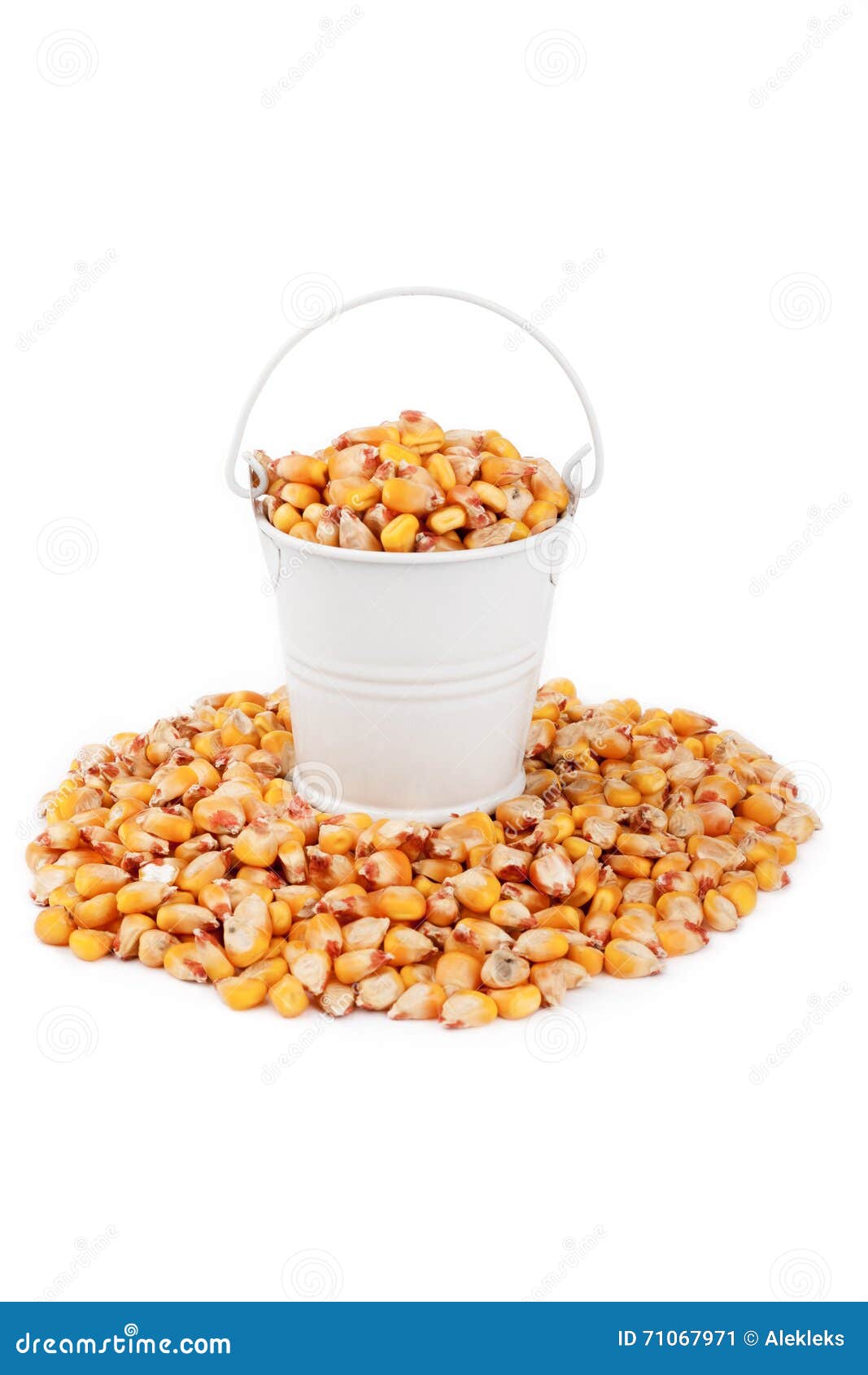 White Bucket Full of Corn, Stands on a Heap Corn Stock Image - Image of ...