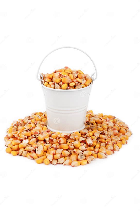 White Bucket Full of Corn, Stands on a Heap Corn Stock Image - Image of ...