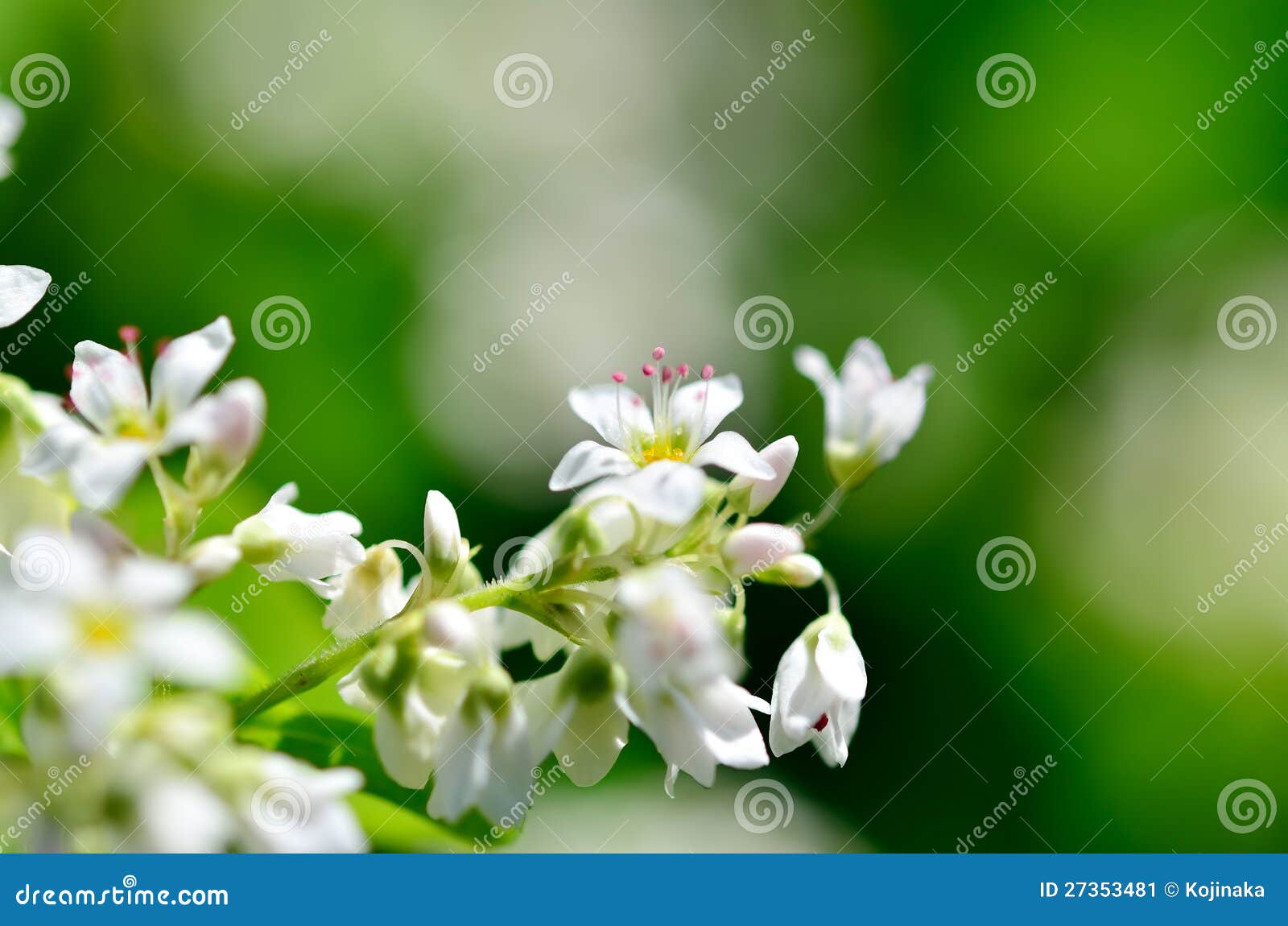 Buckwheat Flowers Named Tam Giac Mach In Ha Giang, Viet Nam. A Famous ...