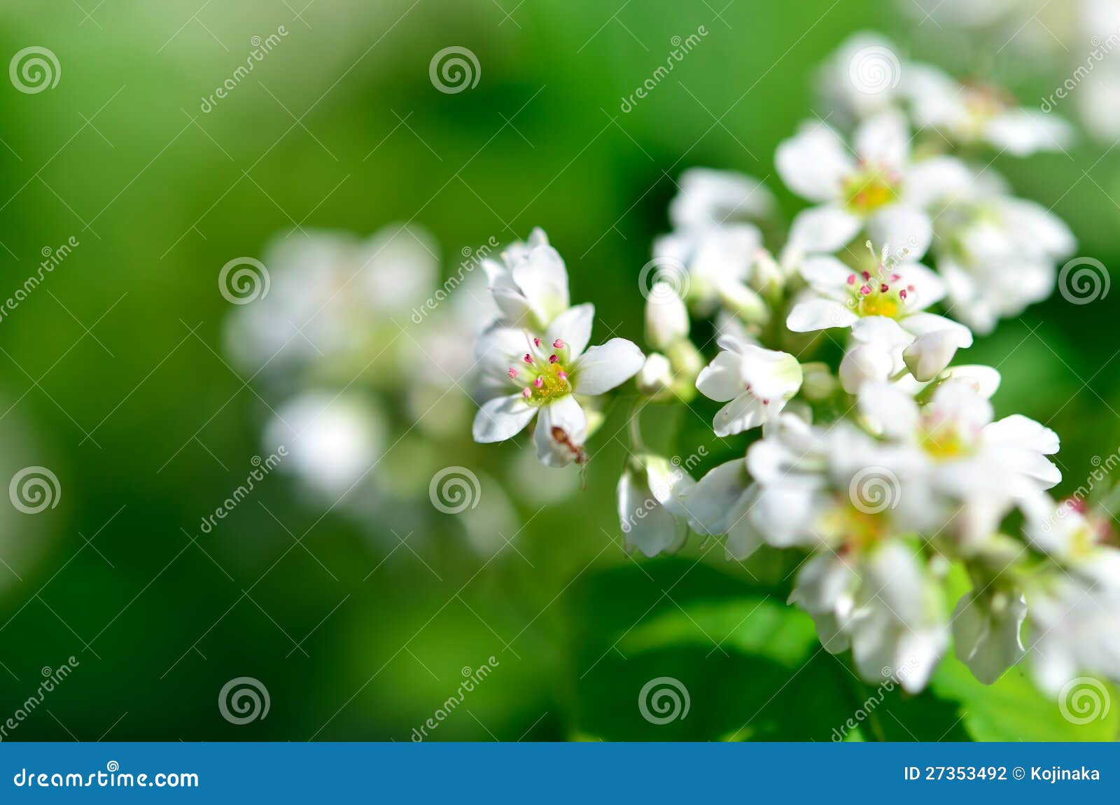 White Buckwheat flowers stock photo. Image of buckwheat - 27353492