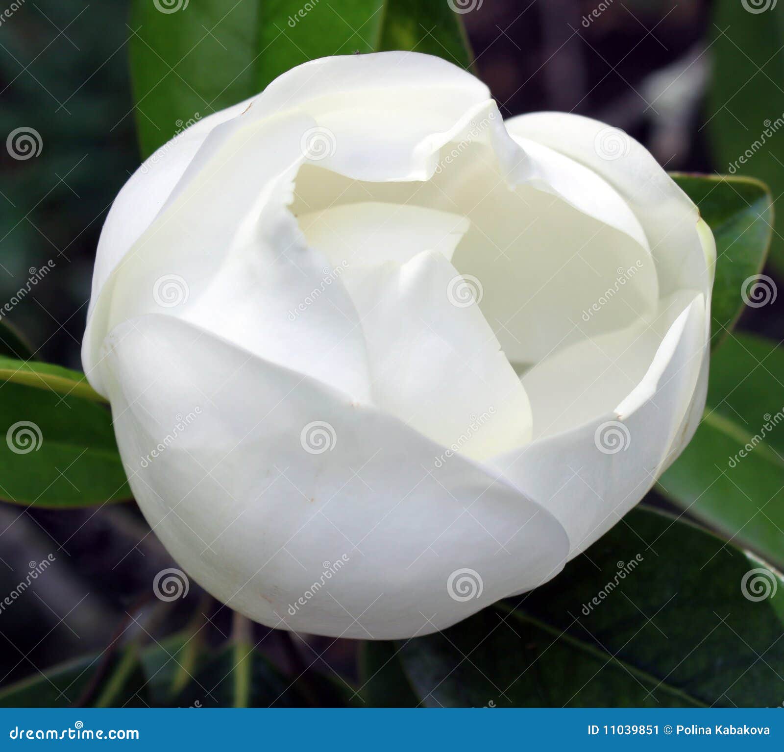 White bud stock image. Image of seasonal, garden, tender - 11039851