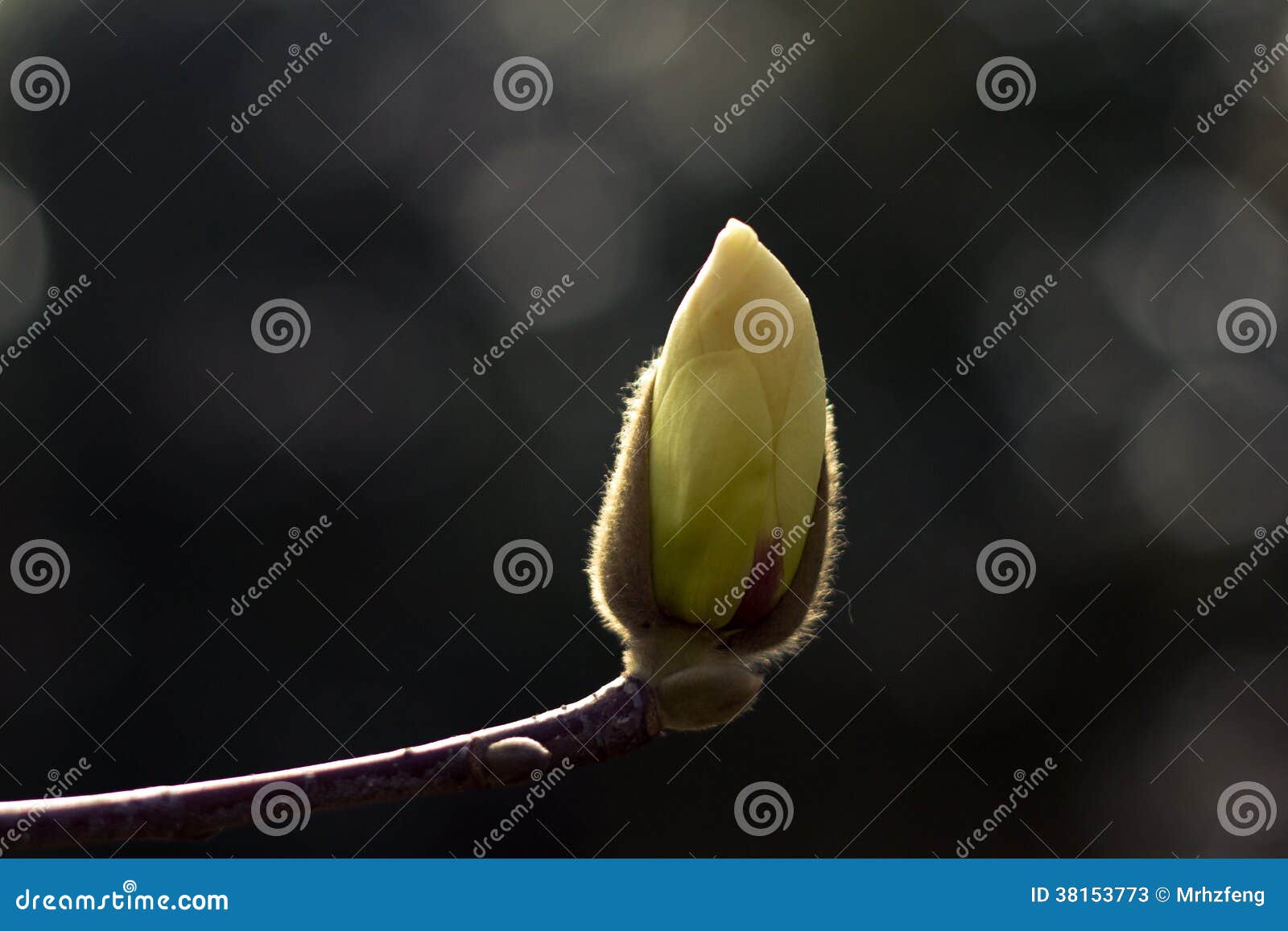 White bud stock image. Image of white, slim, spot, elegant - 38153773