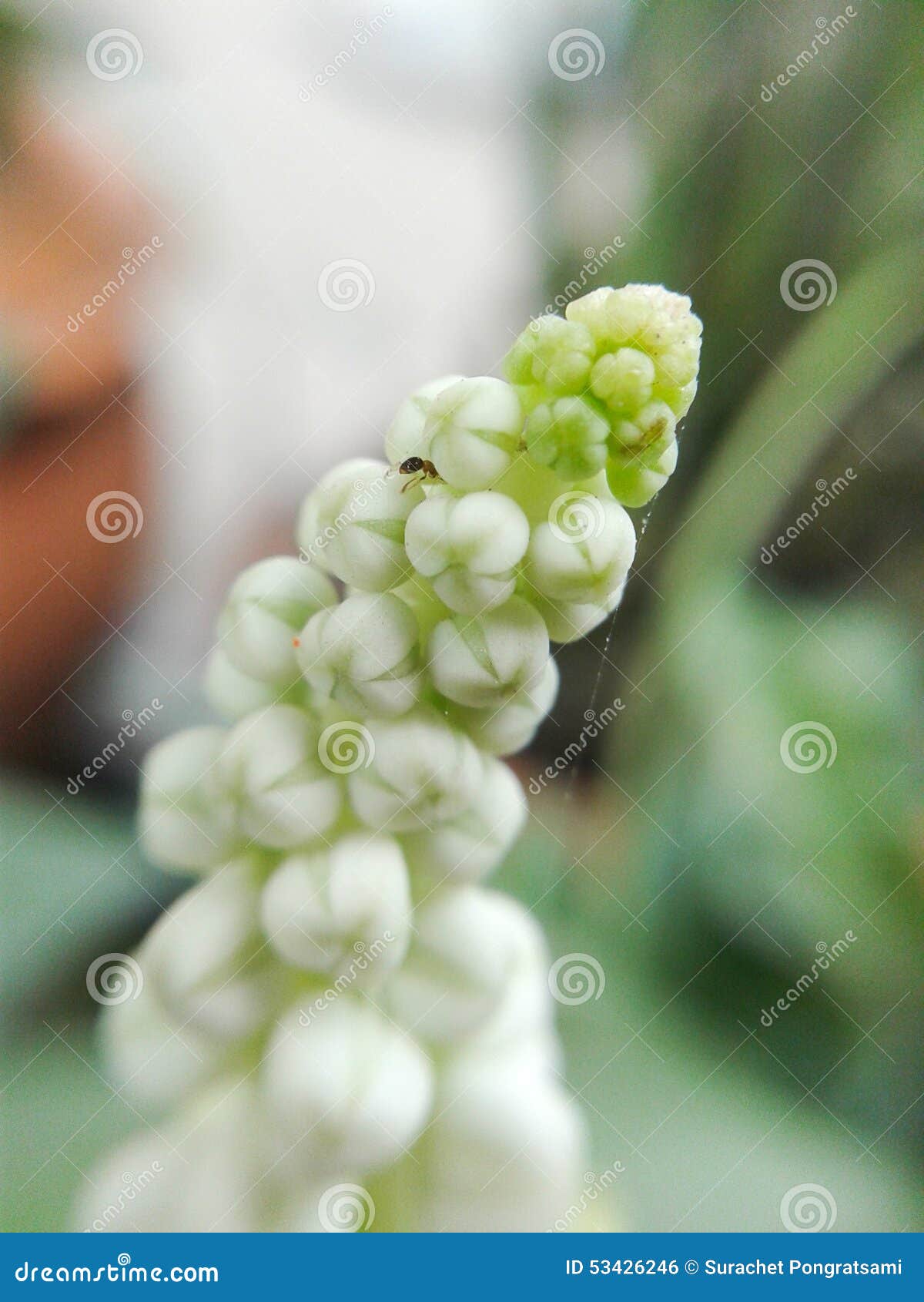 White bud flower stock photo. Image of macro, beautiful - 53426246