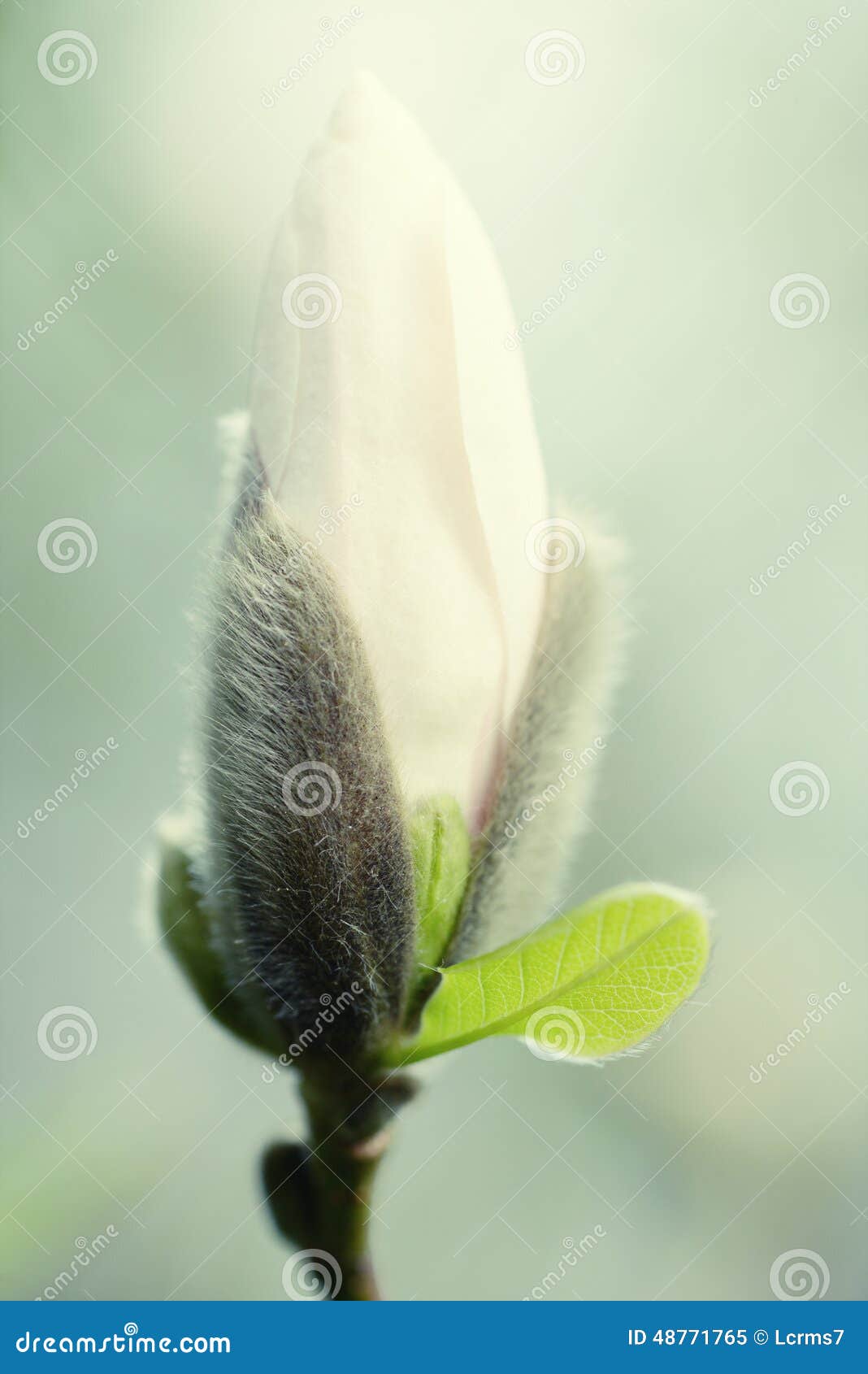 White bud of magnolia tree stock image. Image of flower - 48771765