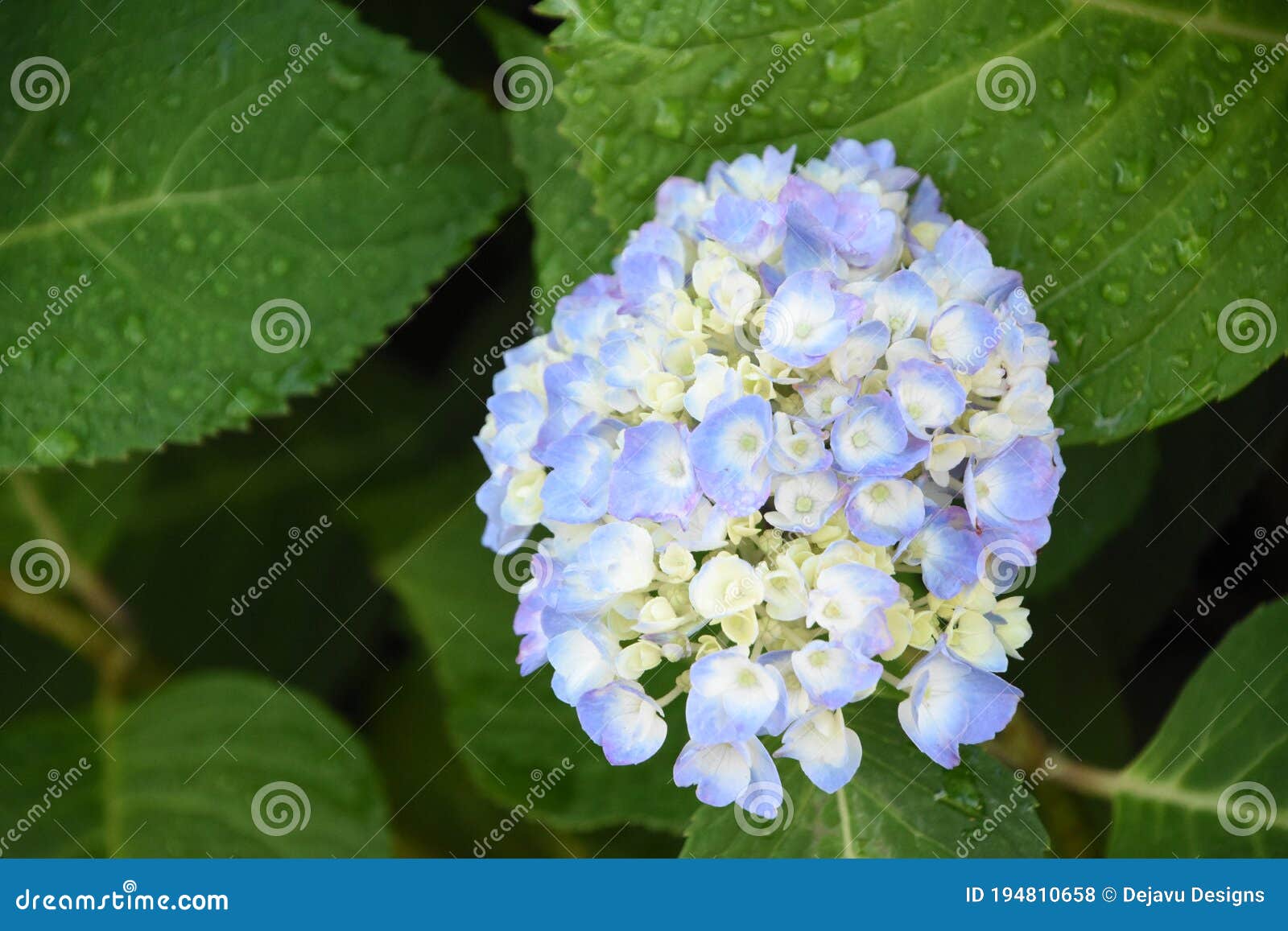 White Budding Hydrangea Buds Beginning To Flower Stock Photo - Image of ...