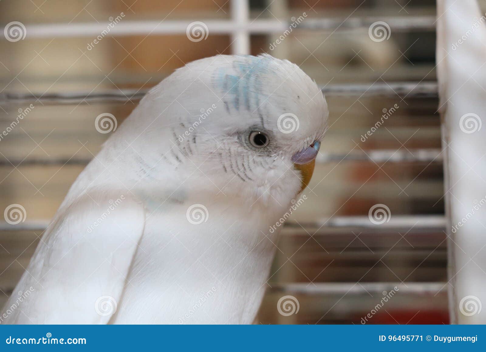 Albino Budgie Royalty-Free Stock Photography | CartoonDealer.com #56488313