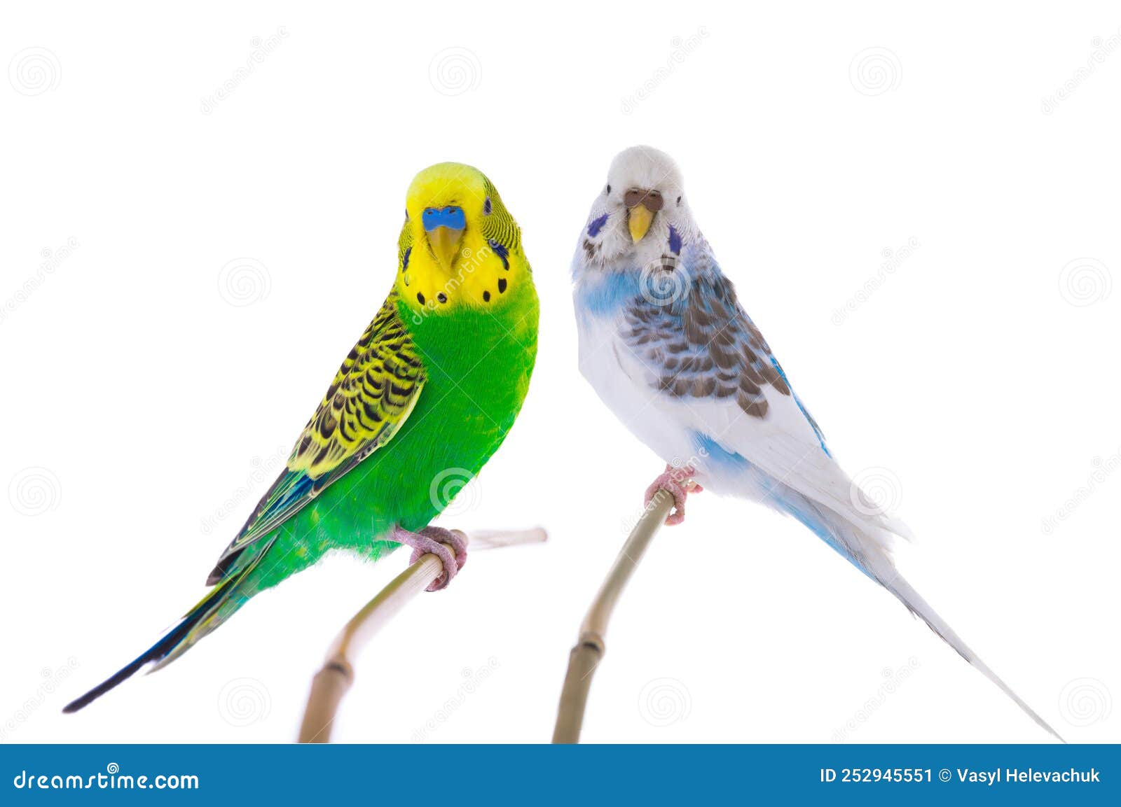 Budgie On Green Grass Stock Photography | CartoonDealer.com #117631706
