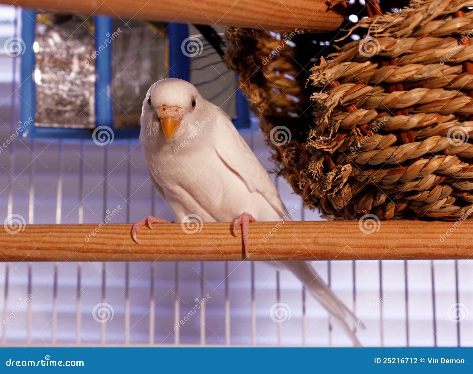 White Budgie Parakeet stock photo. Image of budgies, female - 25216712