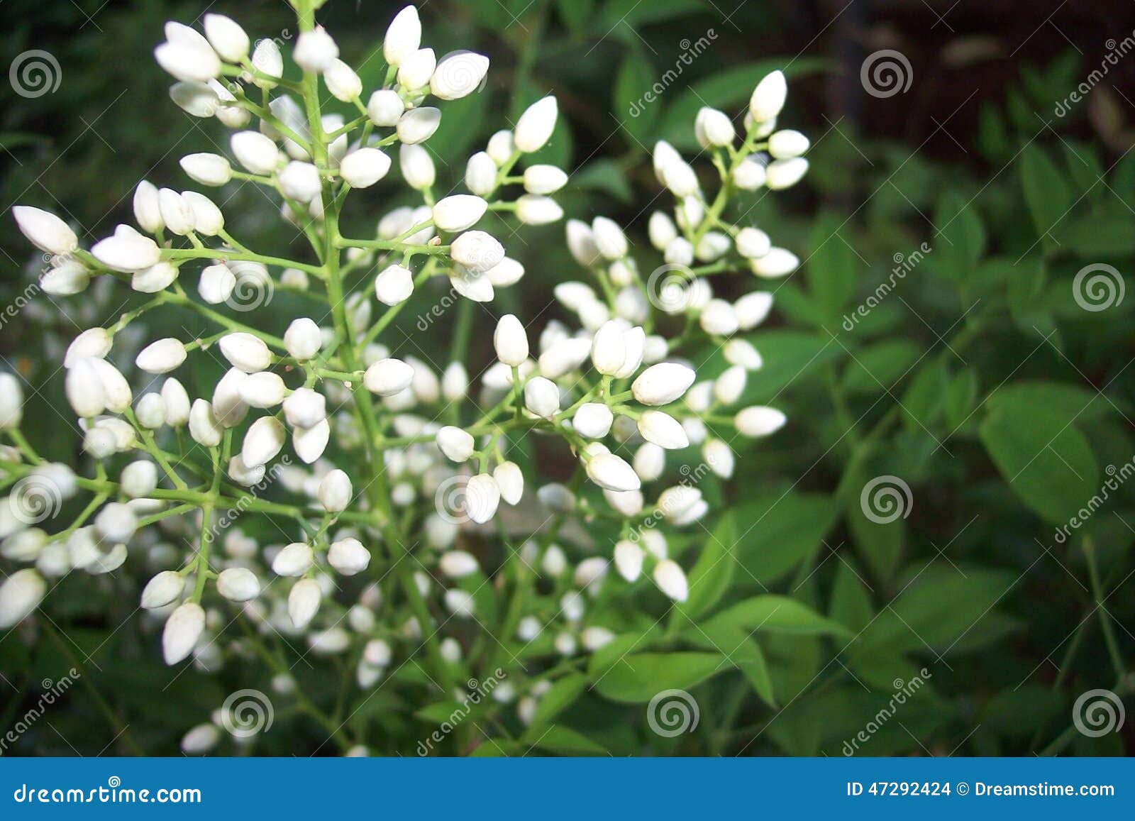 White Buds stock photo. Image of nature, leaves, white - 47292424