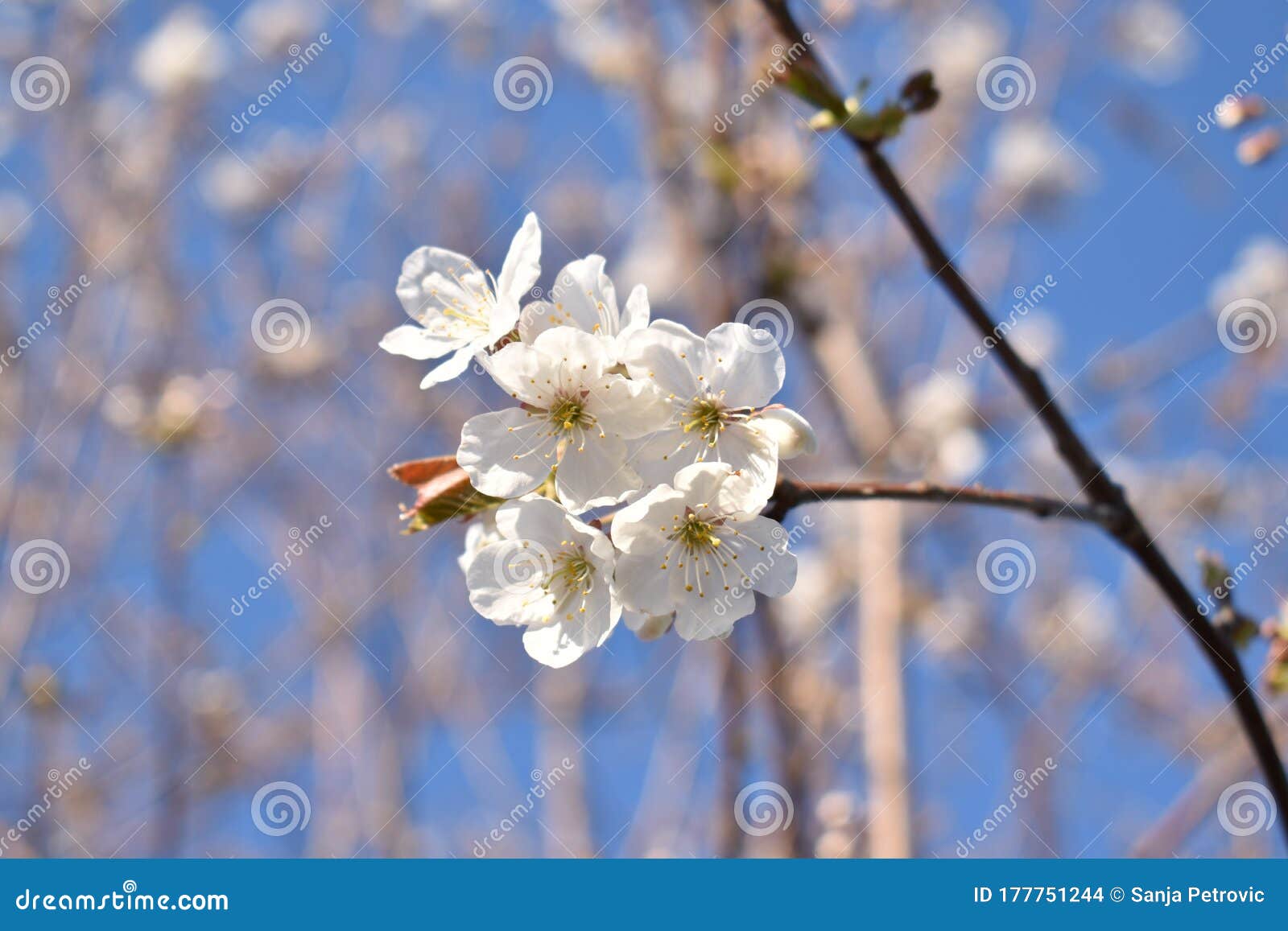 White buds on a tree stock photo. Image of closeup, color - 177751244